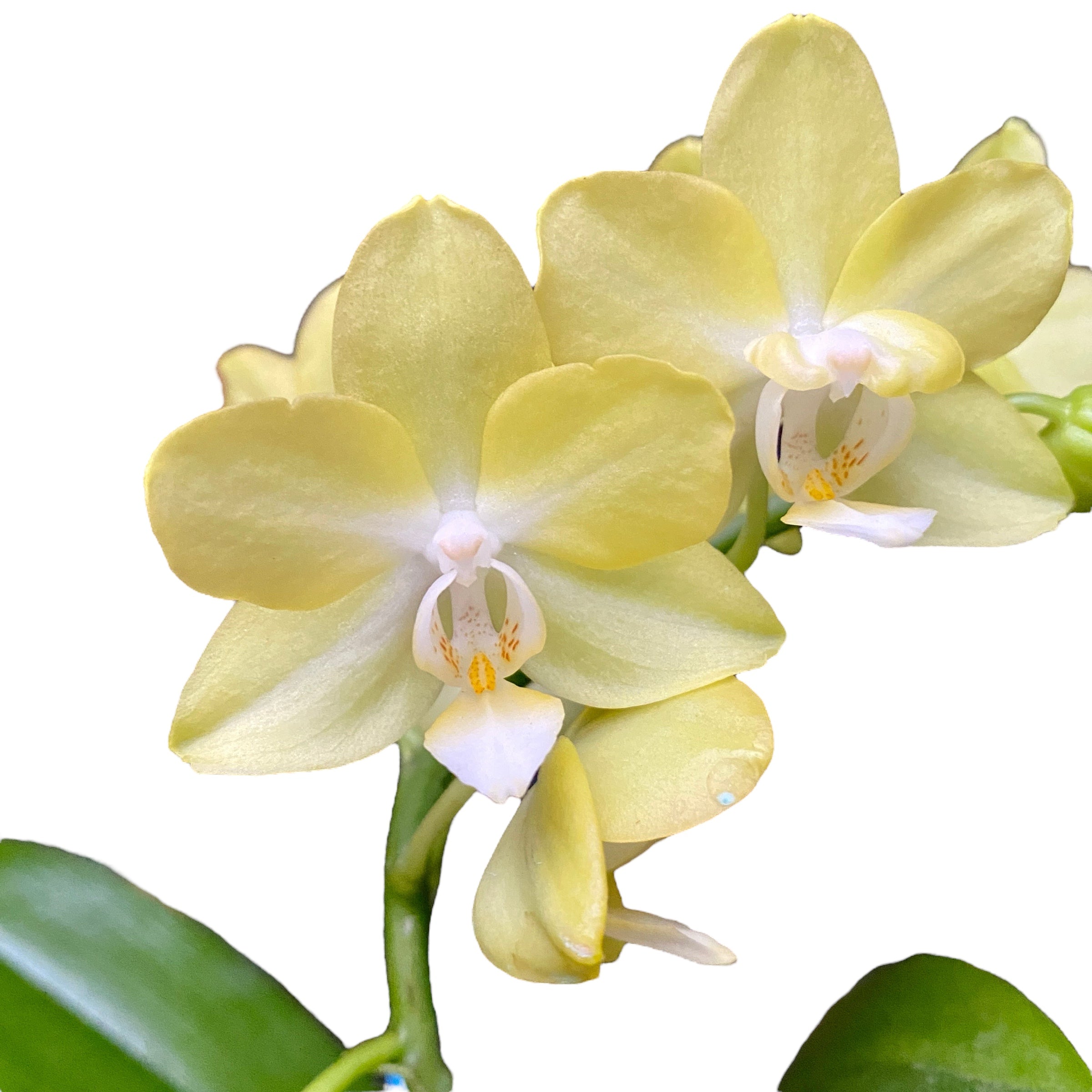 Phalaenopsis Allura Songbird – Secret Garden Plant Shop