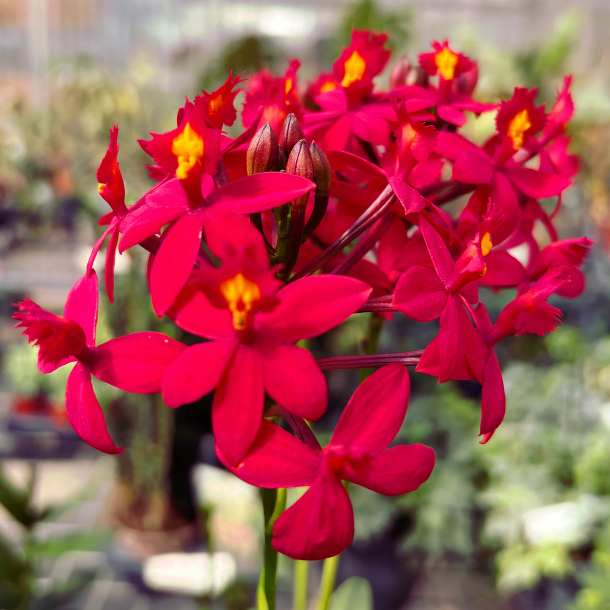 Epidendrum radicans 'Crimson’ – Secret Garden Plant Shop