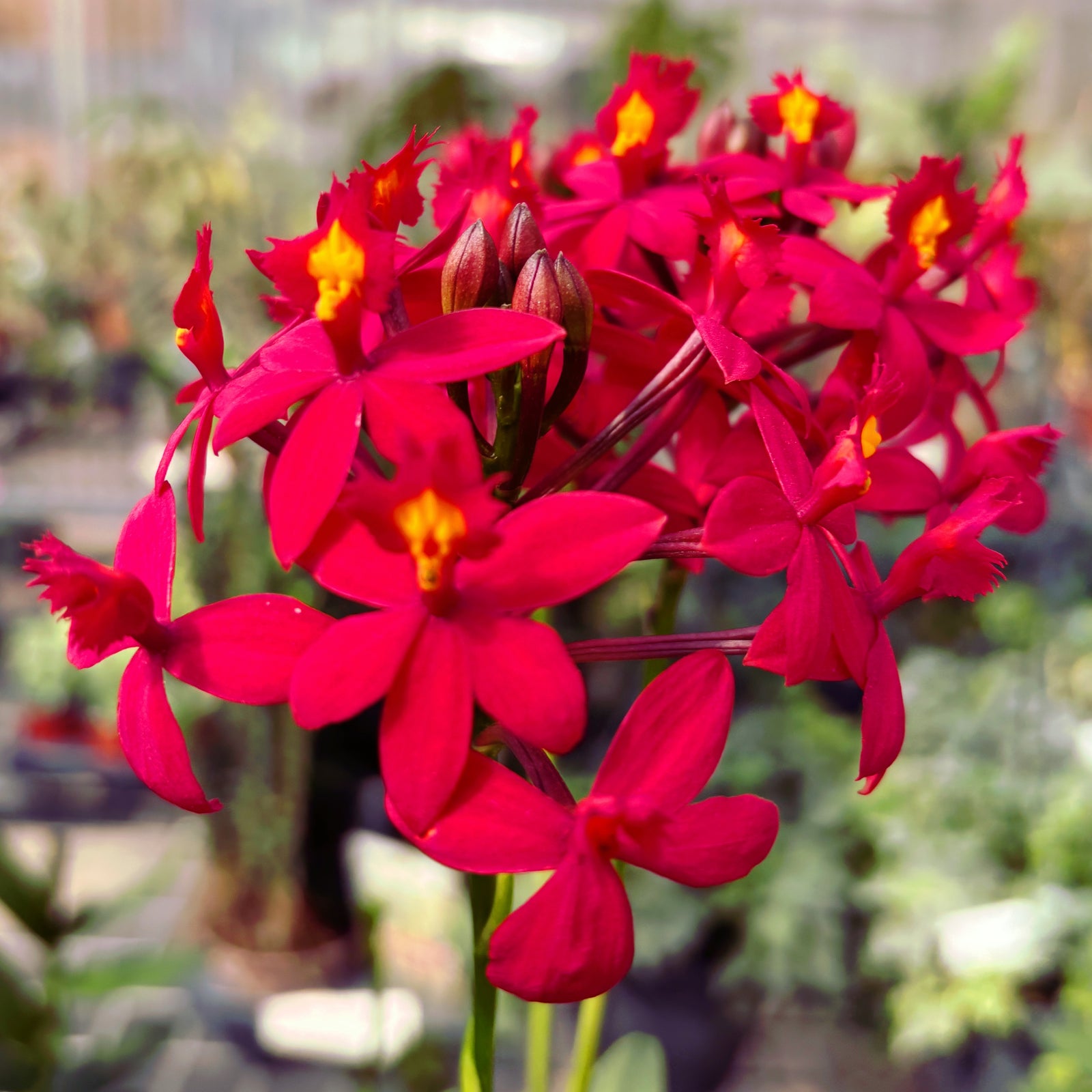 Epidendrum radicans 'Crimson’ – Secret Garden Plant Shop
