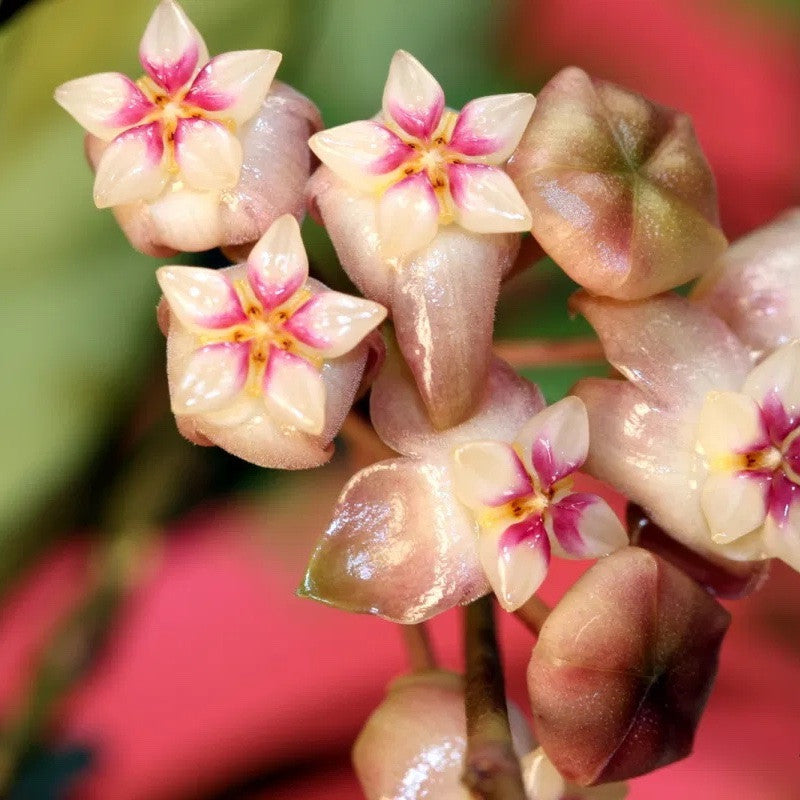 Hoya crassipetiolata 'Splash Round' D12 – Secret Garden Plant Shop