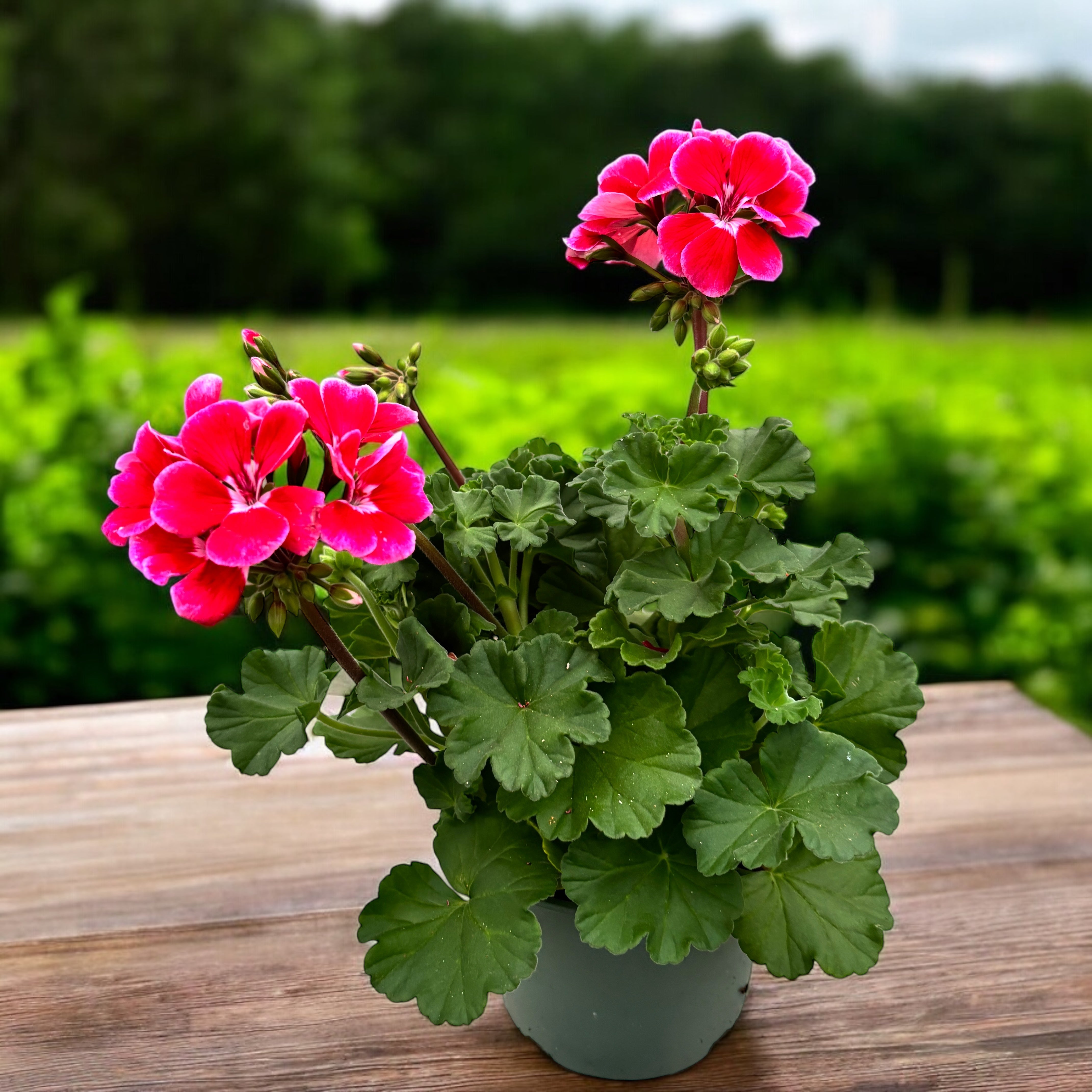Pelargonium (Zonale Grp) ‘Ylenia’ - muscate XL – Secret Garden Plant Shop