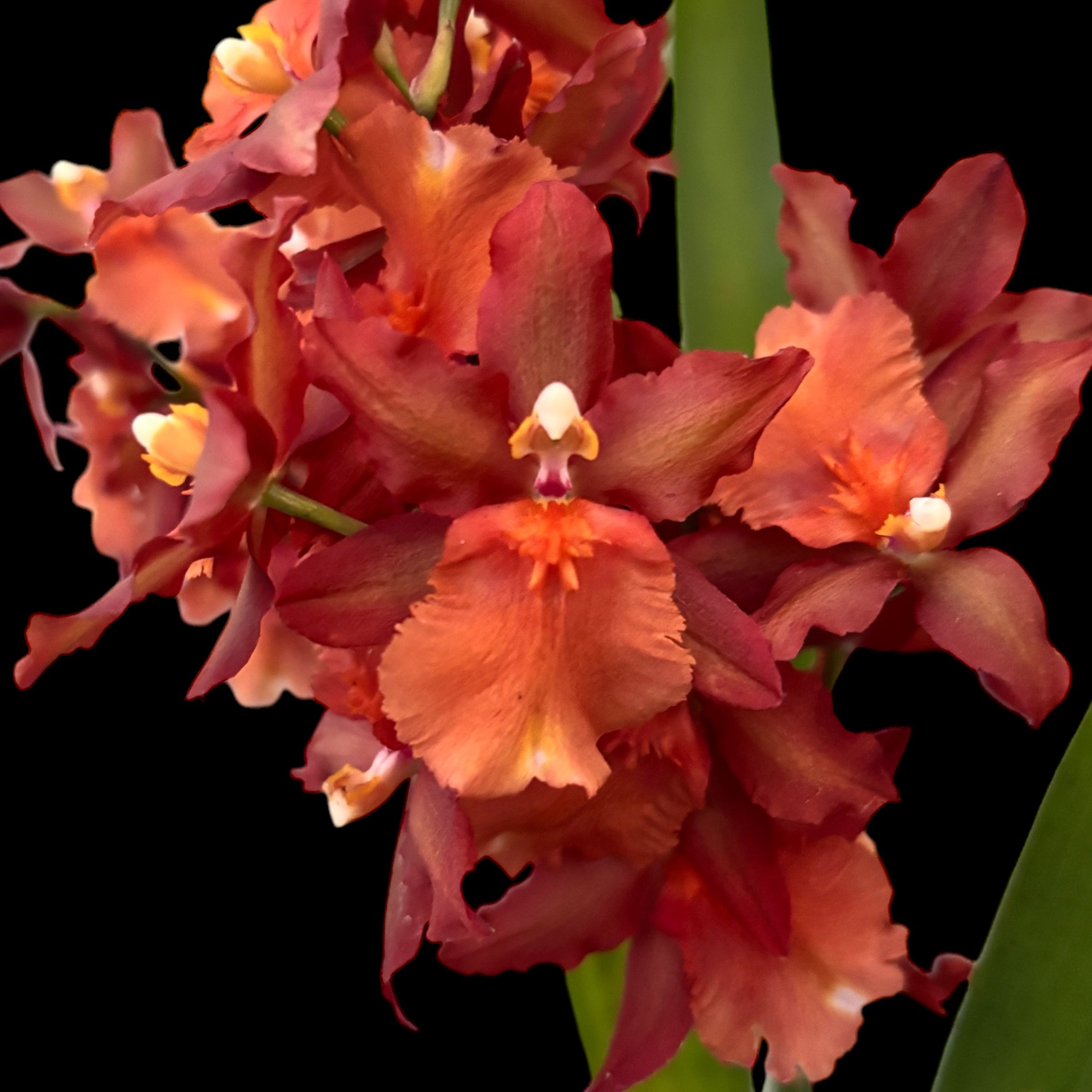 Oncostele Tom Cat ‘Cayenne’ – Secret Garden Plant Shop