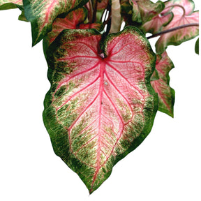 Caladium ‘Chinook’