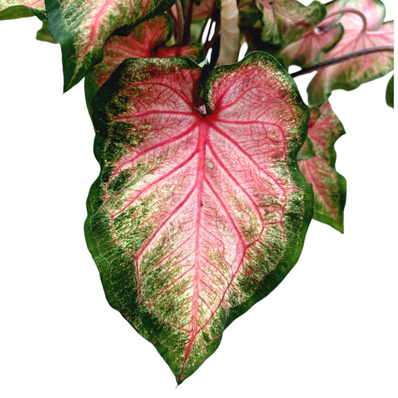 Caladium ‘Chinook’
