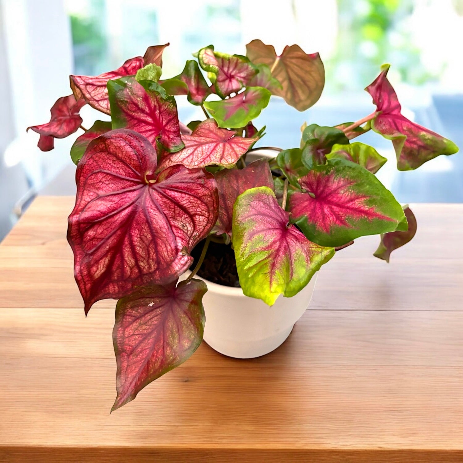 Caladium ‘Cocktail’ 01 – Secret Garden Plant Shop