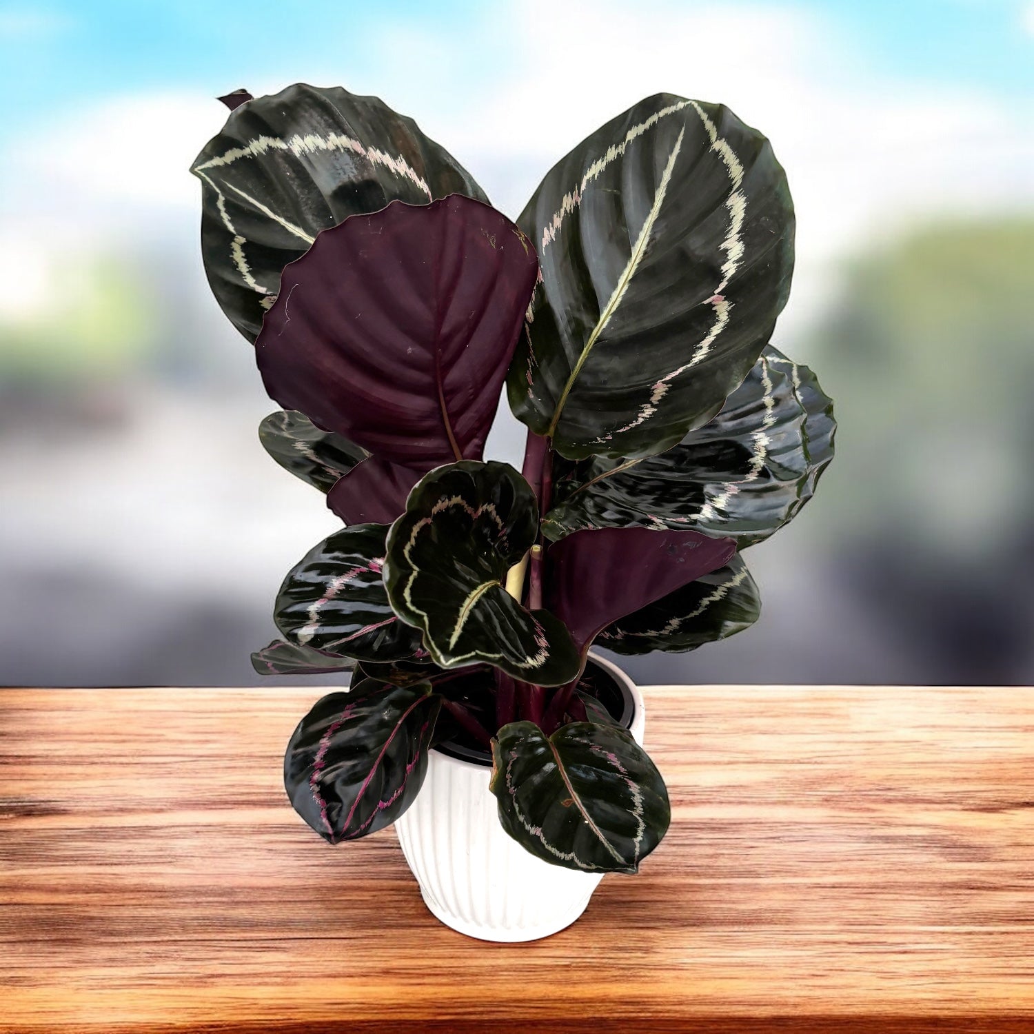 Calathea roseopicta 'Dottie Green' (bush) – Secret Garden Plant Shop