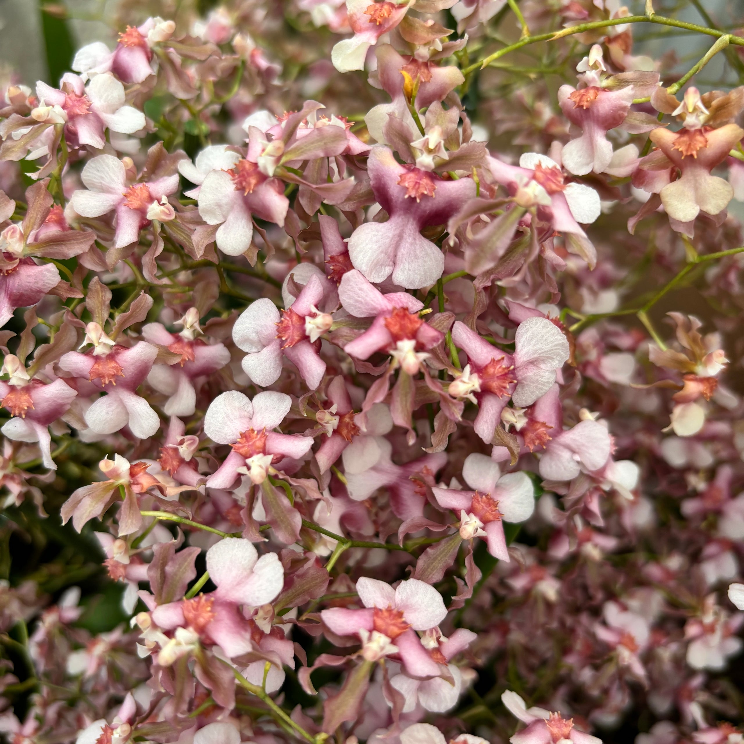 Oncidium Rosy Sunset - flori intens parfumate – Secret Garden Plant Shop