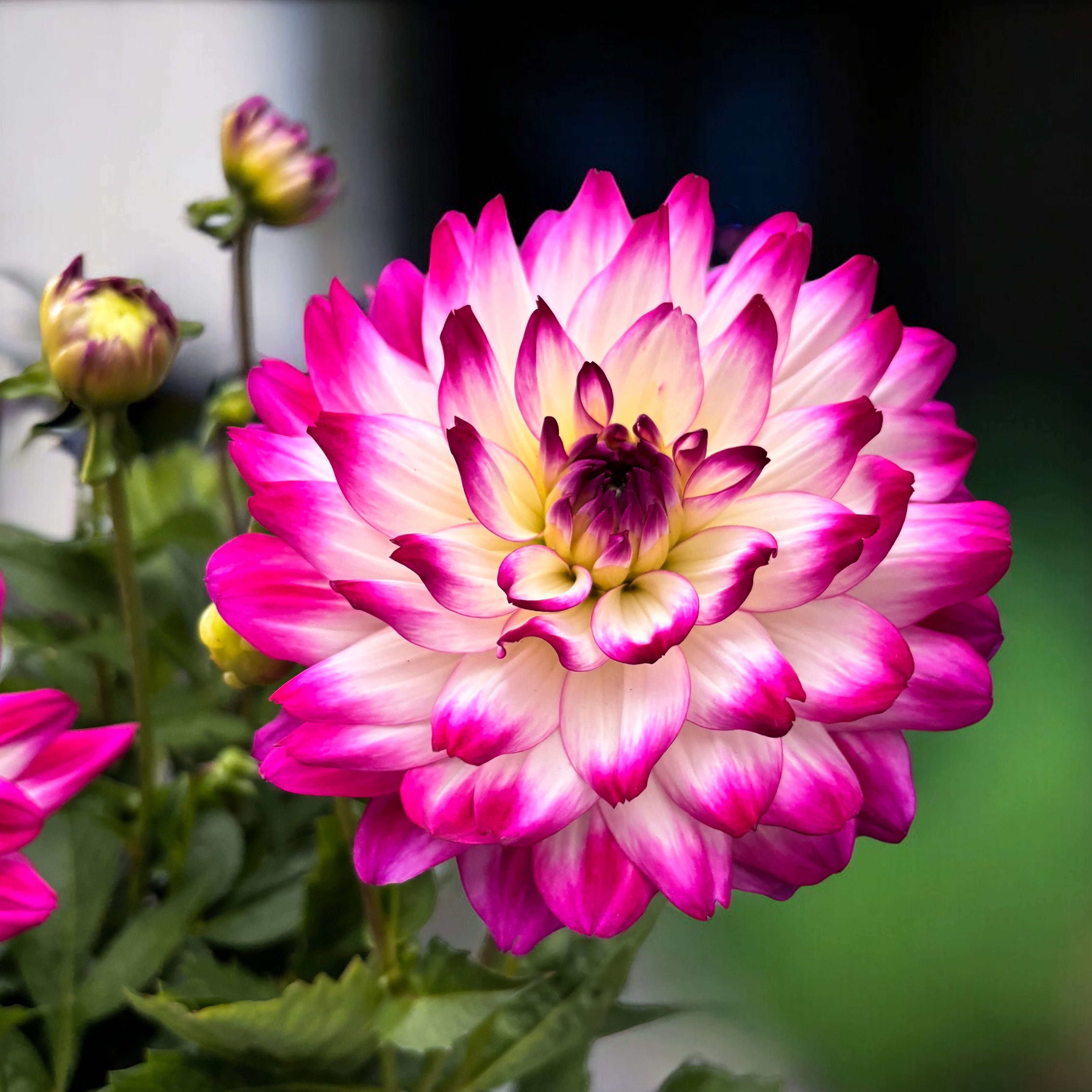 Dahlia Labella Maggiore 'Rose Bicolour' - large flowers, abundant flow
