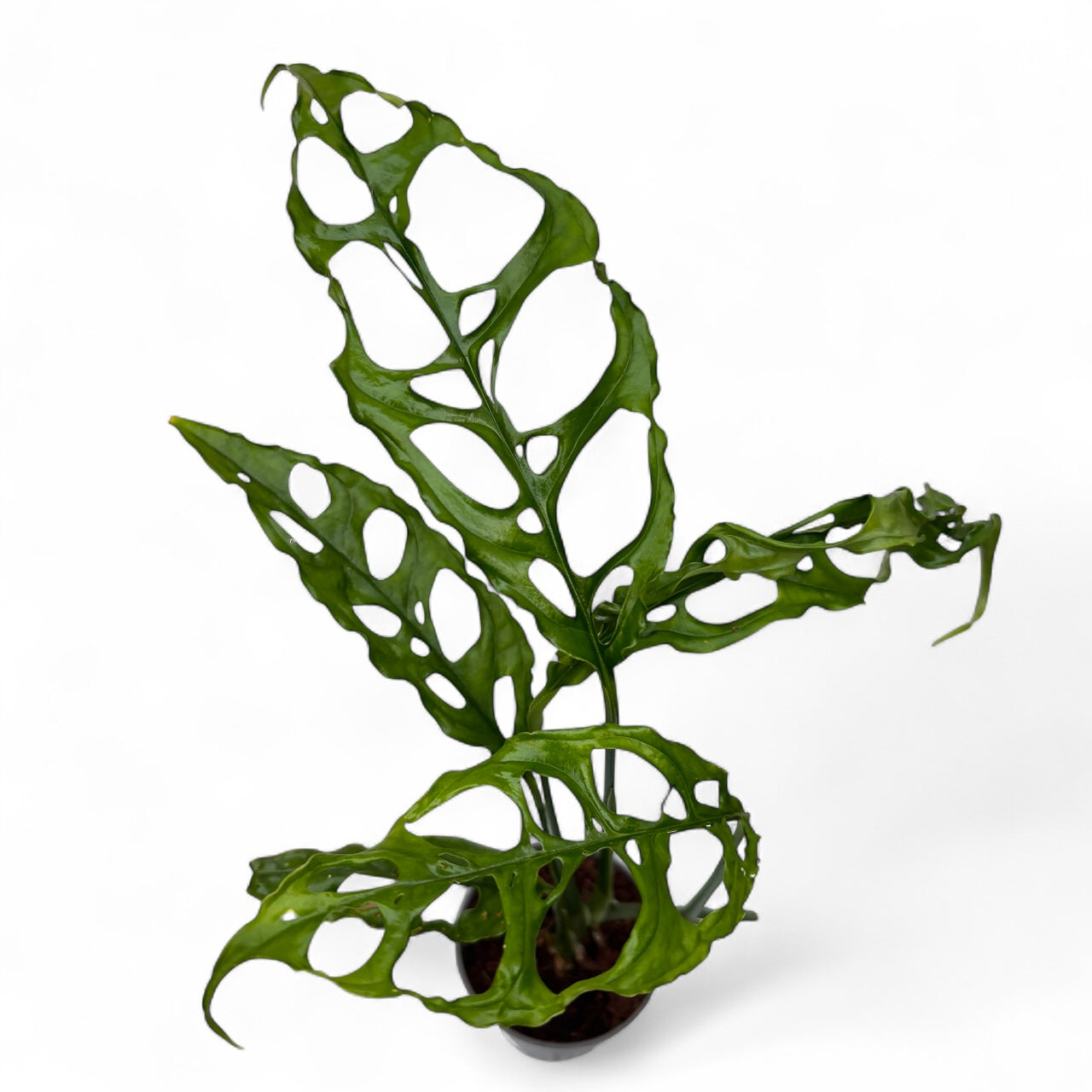 Monstera obliqua (sp. Peru - Peruvian form) - babyplant – Secret Garden ...