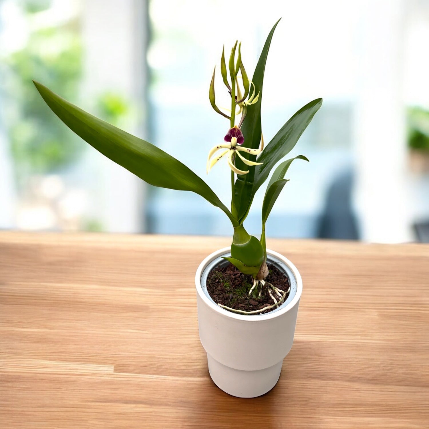 Prosthechea Elfin (Encyclia Elfin) - flori parfumate – Secret Garden ...