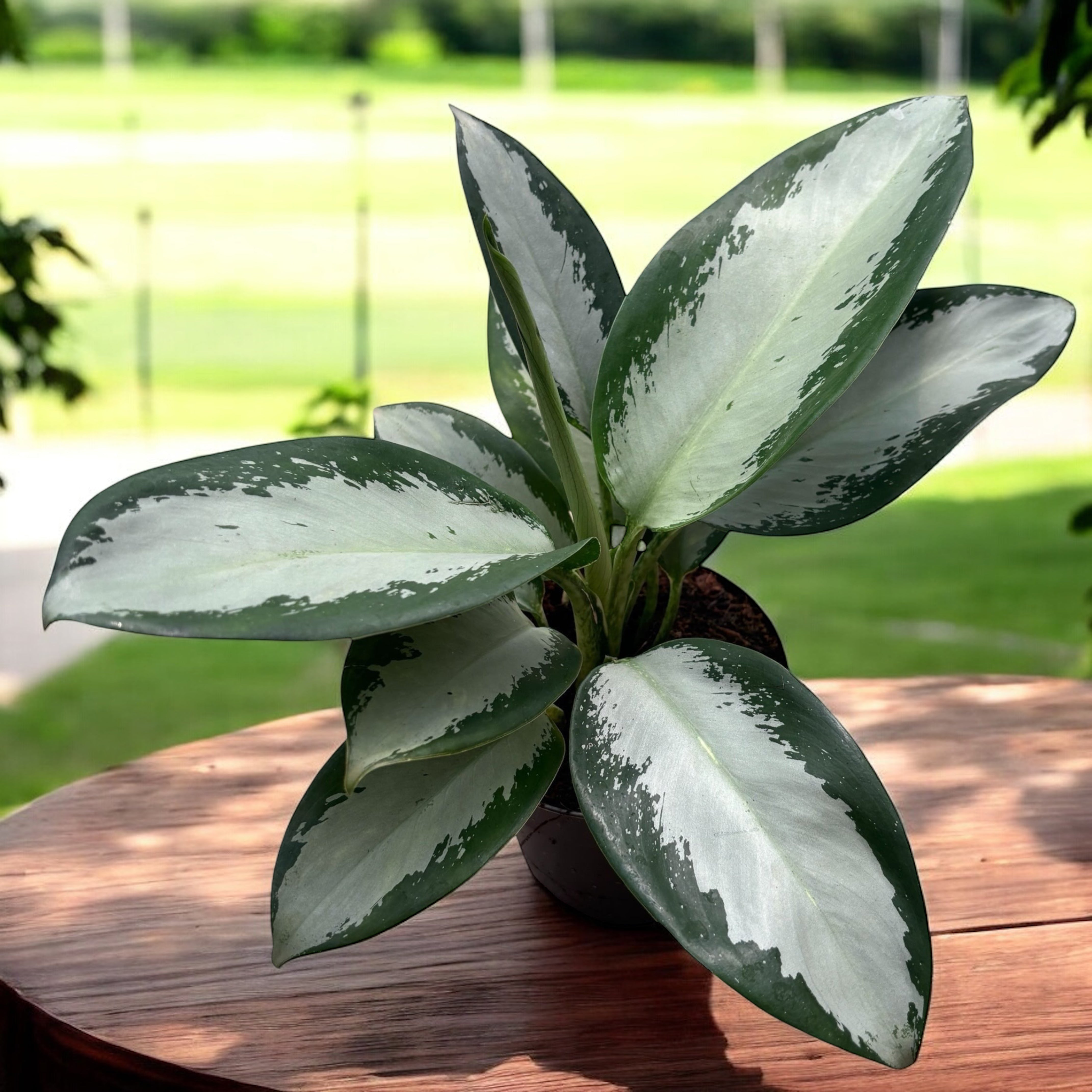 Aglaonema 'Silver Blue' - eleganta tropicala cu frunzis metalic argint ...