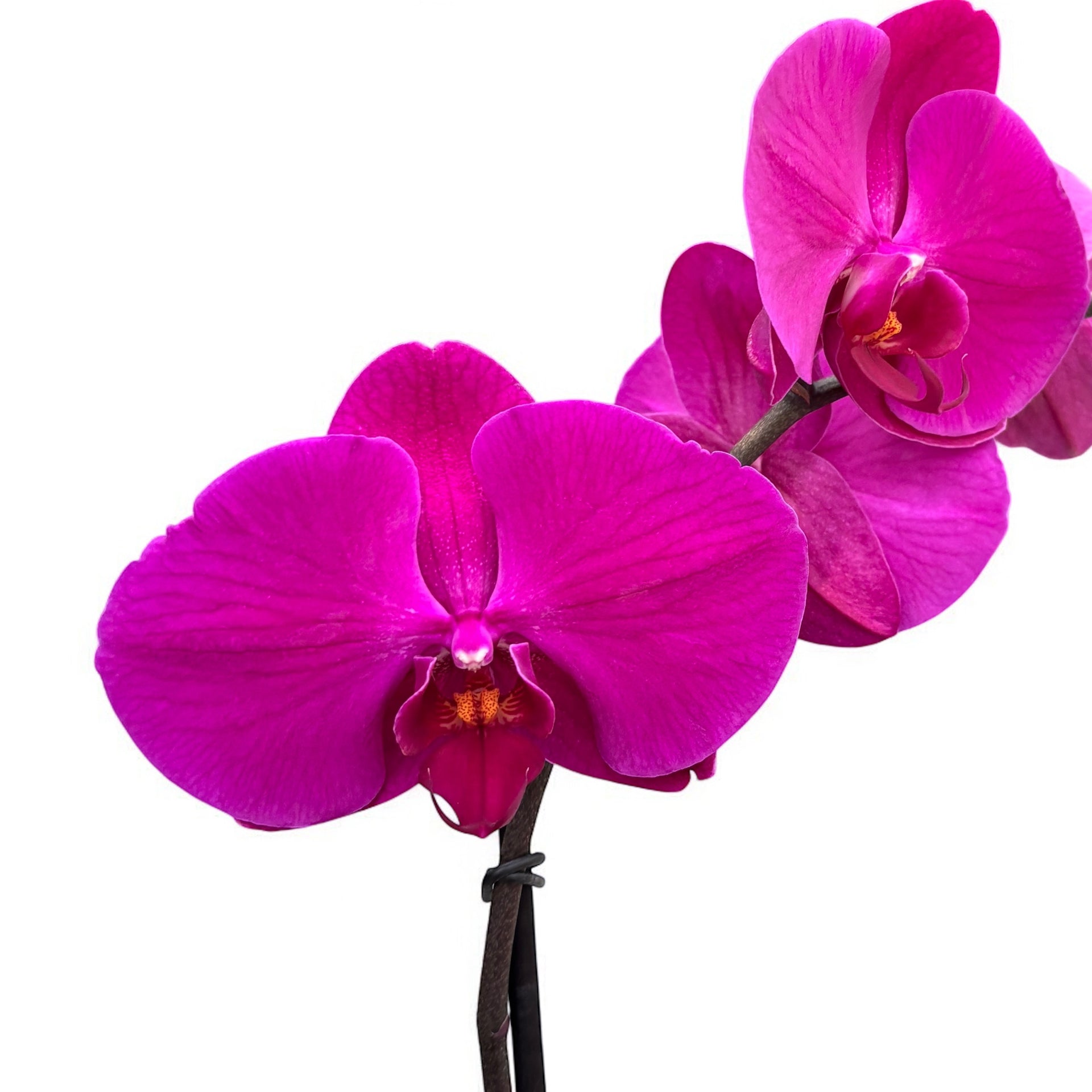 Phalaenopsis Miki Imperial Seal 'MI01' (Florious Purple, Femion) - flo ...