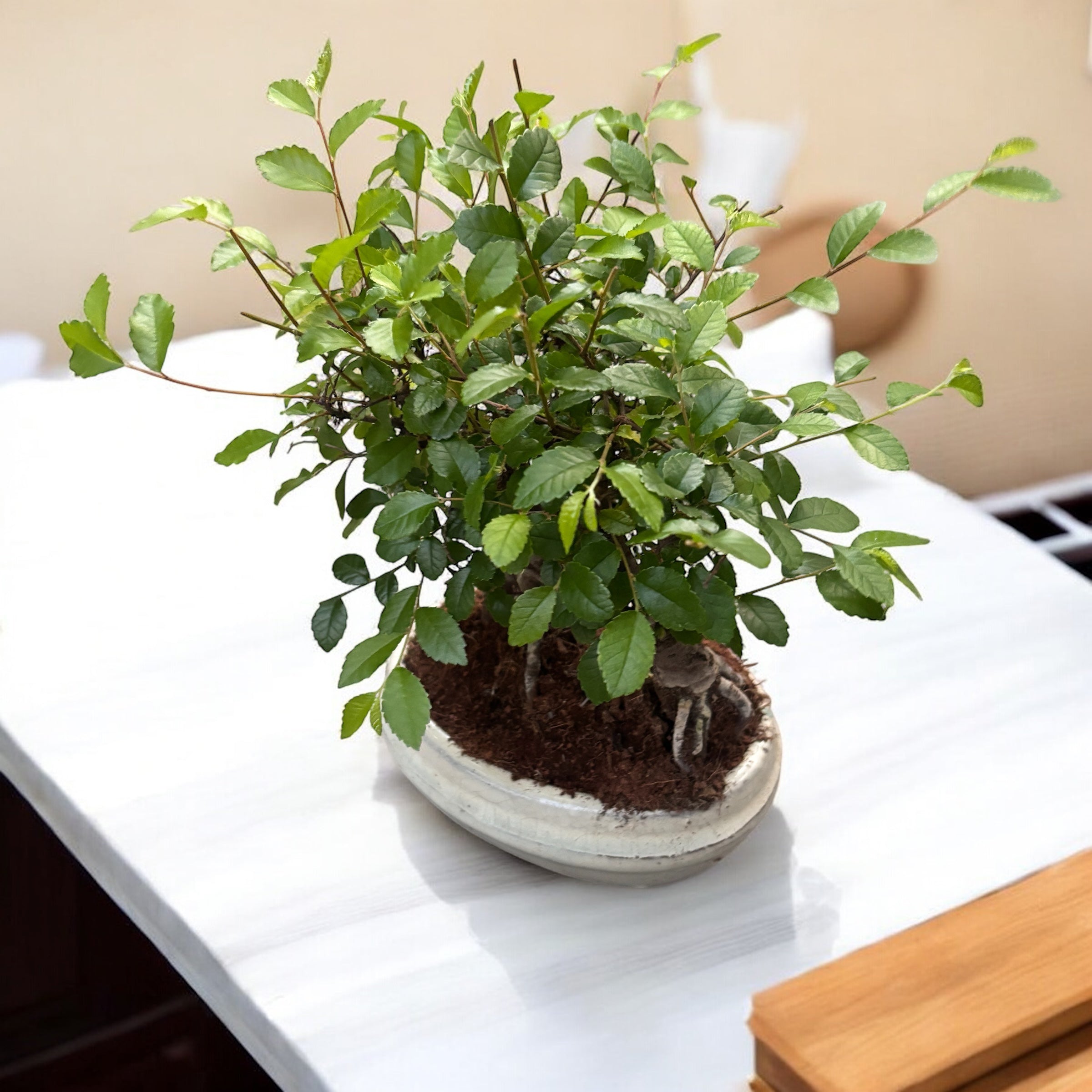 Bonsai Zelkova (Ulmul Japonez) forest 3pp – Secret Garden Plant Shop
