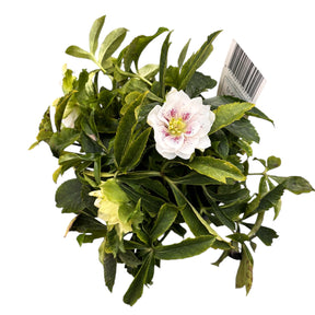 Helleborus orientalis 'Hello Pearl' (Spanz cu flori duble)