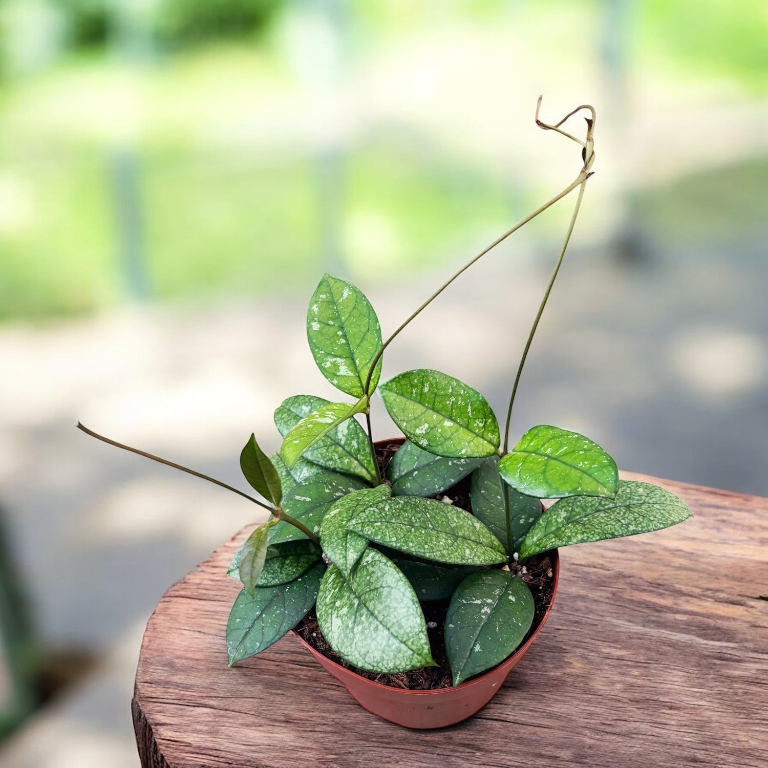 Hoya crassipetiolata 'Splash Round' D12 – Secret Garden Plant Shop