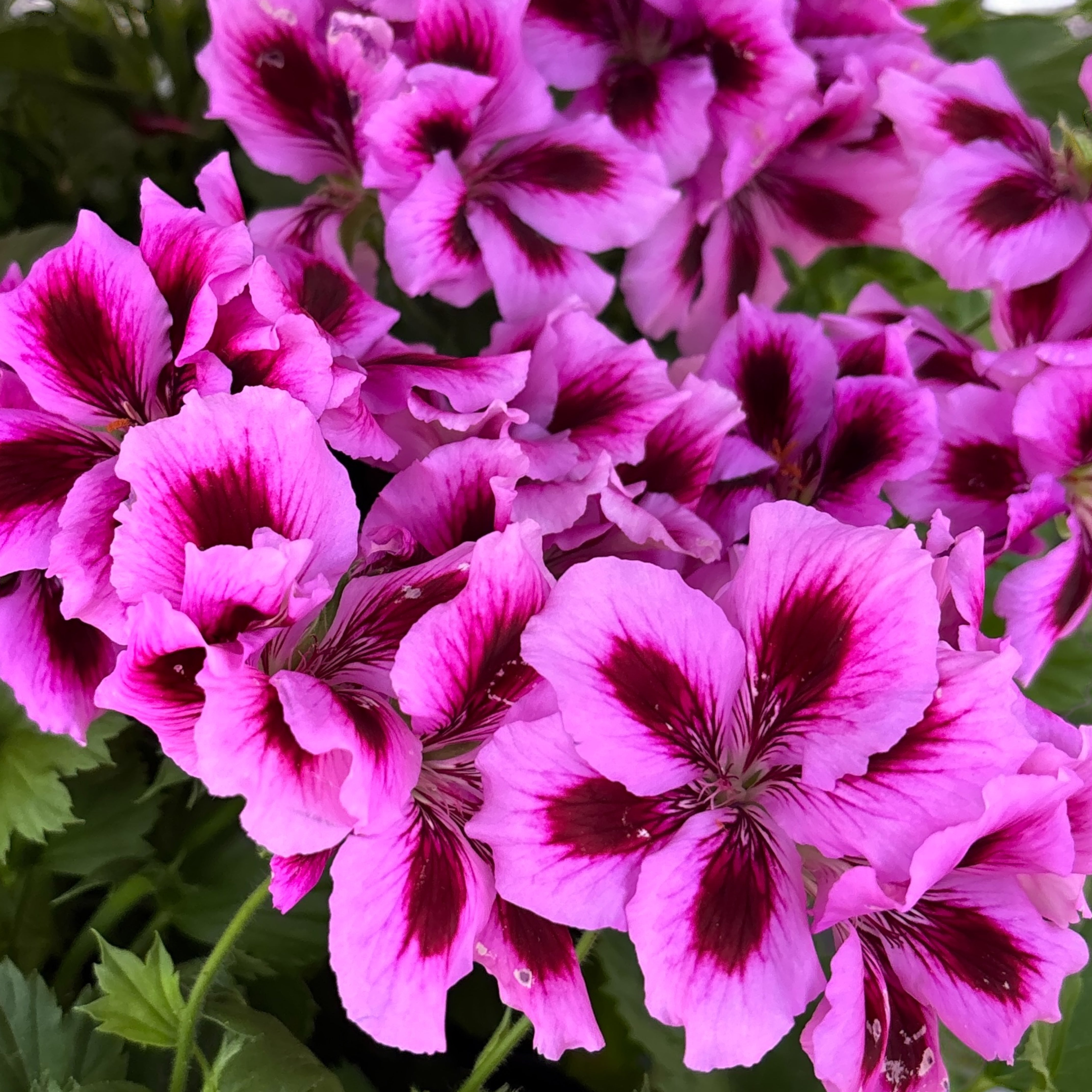 Pelargonium Grandiflorum 'Cynthia’ (muscate englezesti) – Secret Garden ...