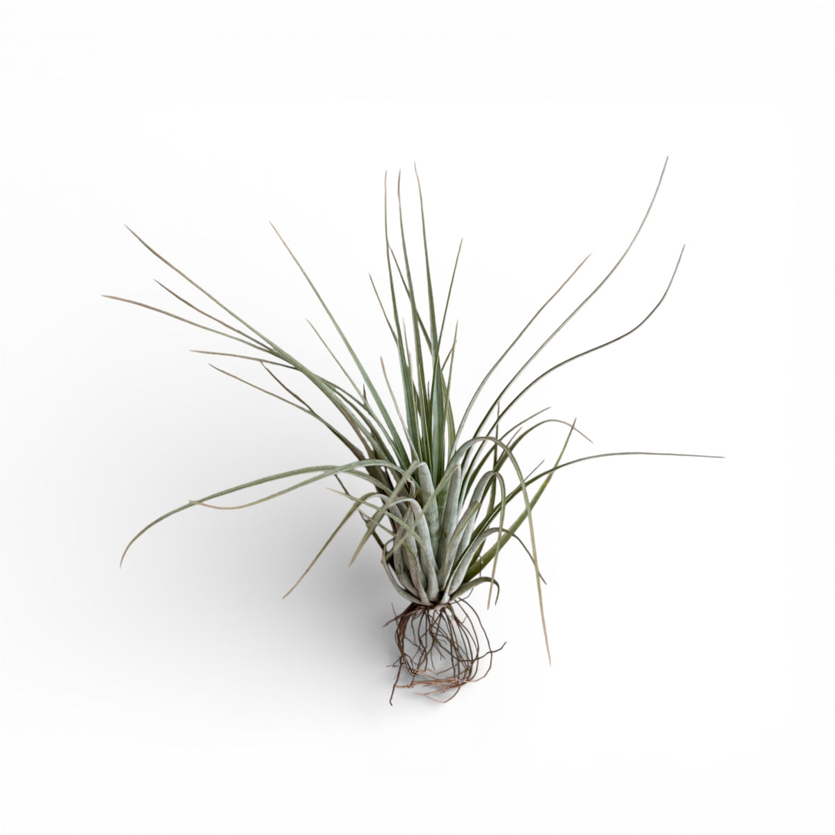 Tillandsia stricta x gardnerii – planta aeriana hibrida, compacta si u ...