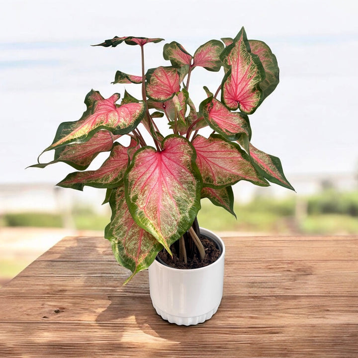 Caladium ‘Chinook’