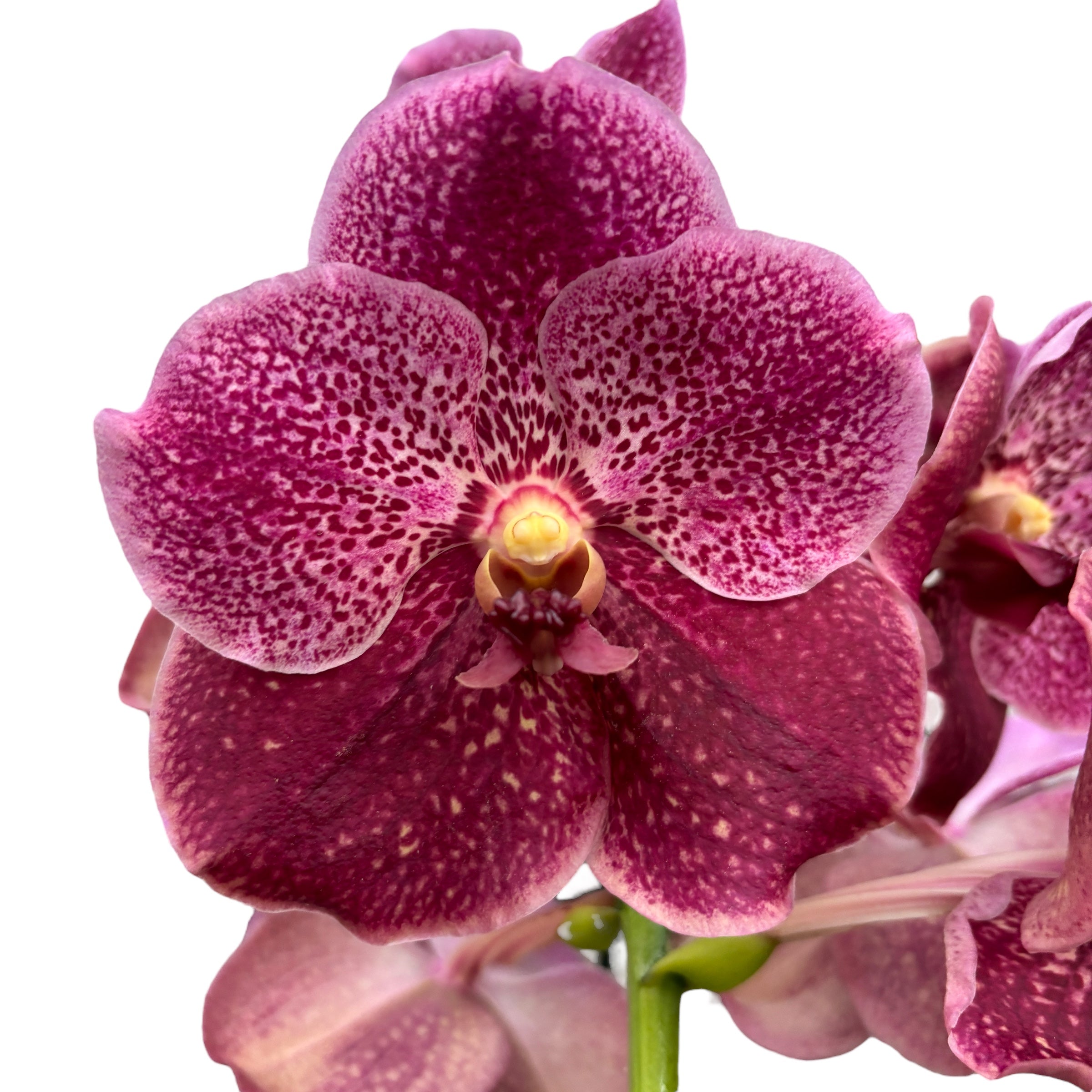 Vanda Chocolate Red (Ansu)
