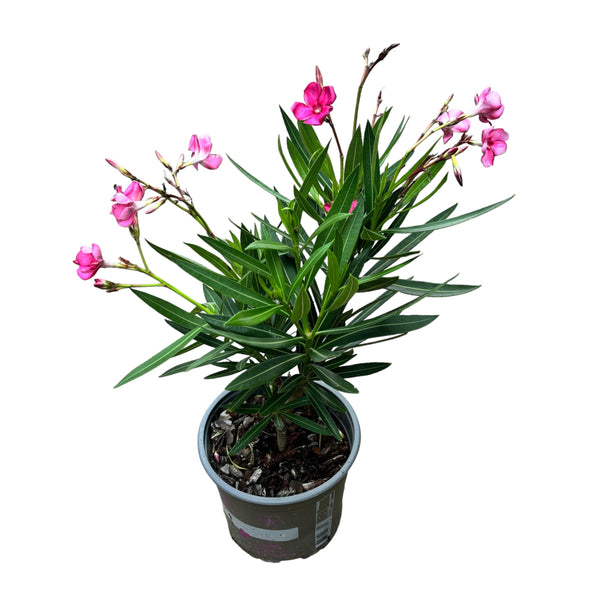 Ofertele saptamanii – Floraria Secret Garden (SG)