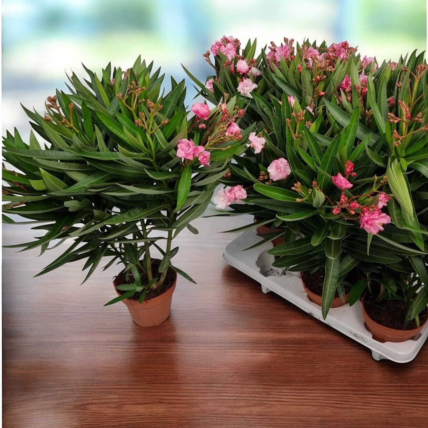 Nerium oleander ‘Double Pink’ - leandru cu flori duble roz – Secret ...