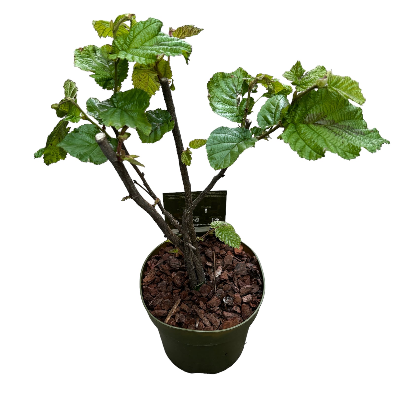 Corylus avellana 'Garibaldi' (Hazelnut) - Alun productiv cu fructe mar ...