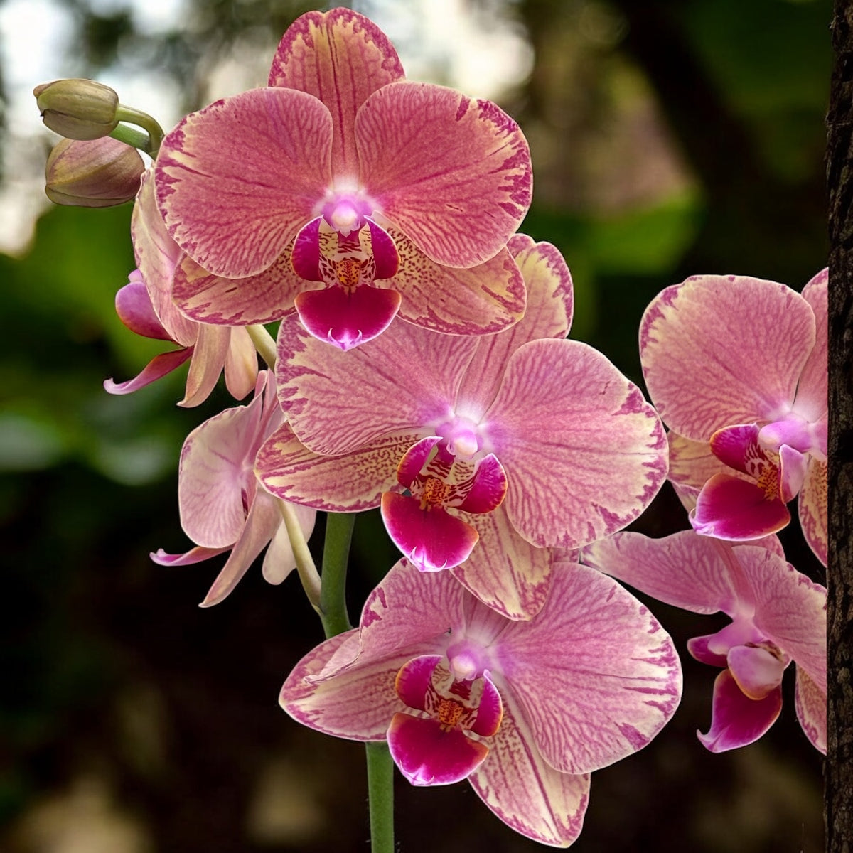 Phalaenopsis Pirate Picotee – Secret Garden Plant Shop