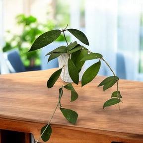 Hoya ruthiae (Hoya sp. UT-168)