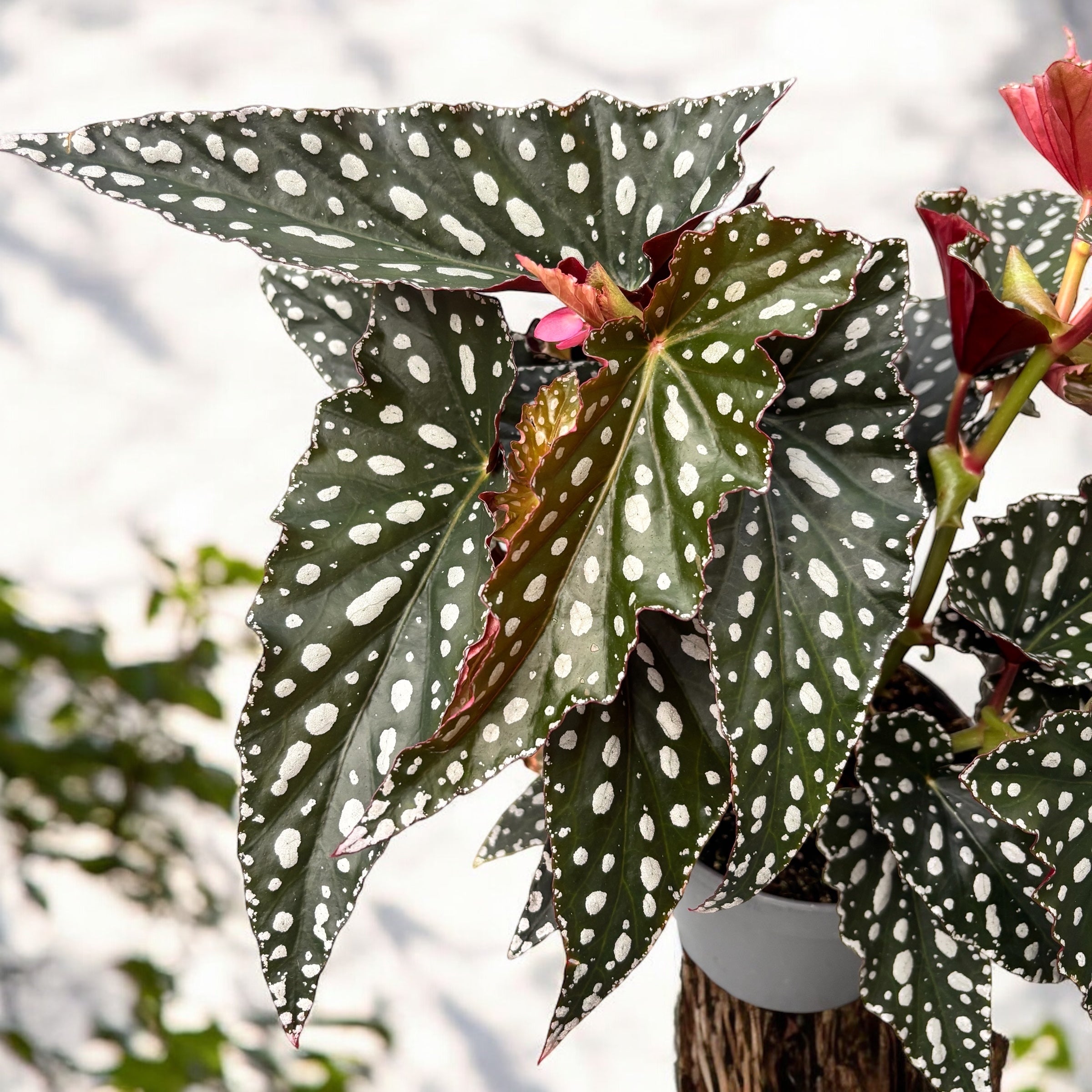 Begonia Maculata ‘Spotlight Green’ (Polka Dot Begonia) – Secret Garden ...