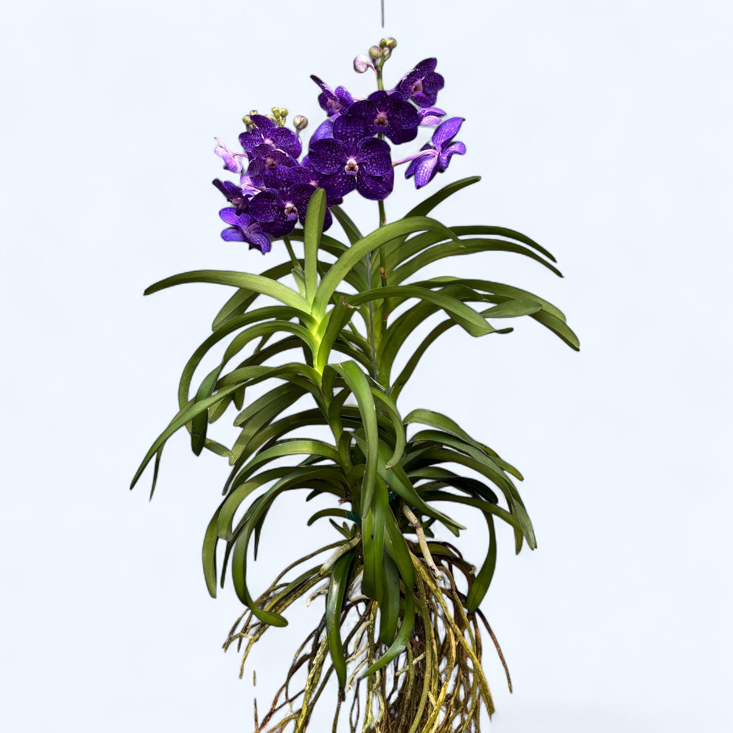 Vanda Tweed Blue XXL 2p (Ansu) - TWEED09 – Secret Garden Plant Shop