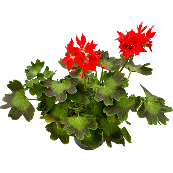 Muscate stelate rosii - Pelargonium Fireworks 'Scarlet'