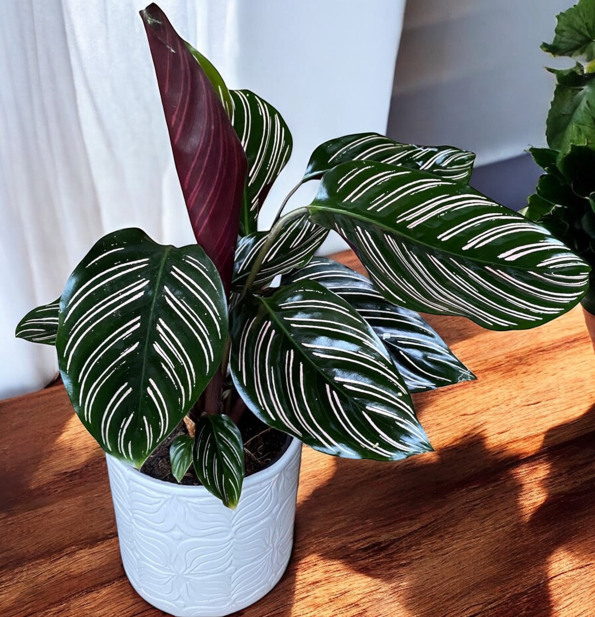 Calathea Ornata Sanderiana (planta paun) – Secret Garden Plant Shop