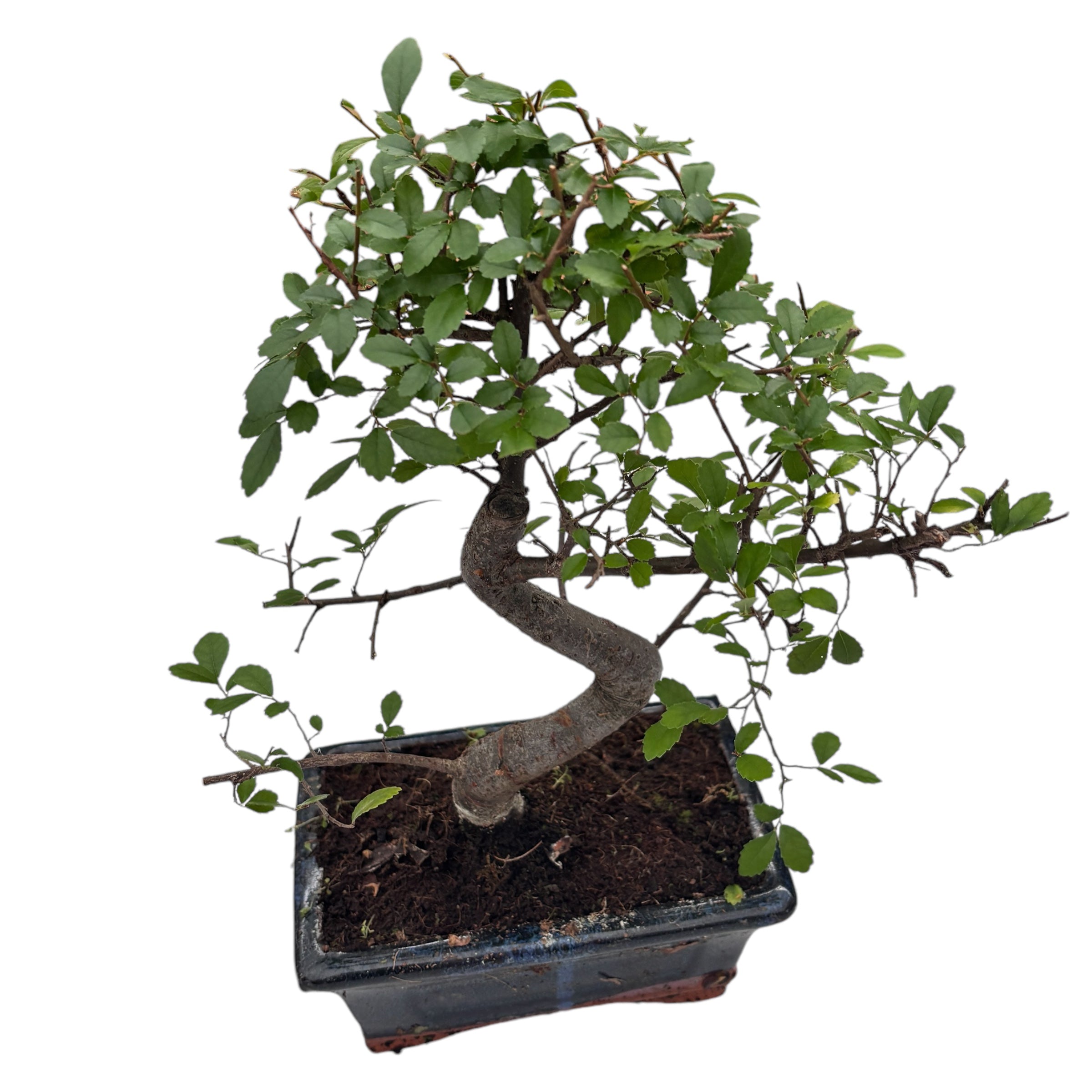 Bonsai Zelkova (Ulmul Japonez) forma S – Secret Garden Plant Shop