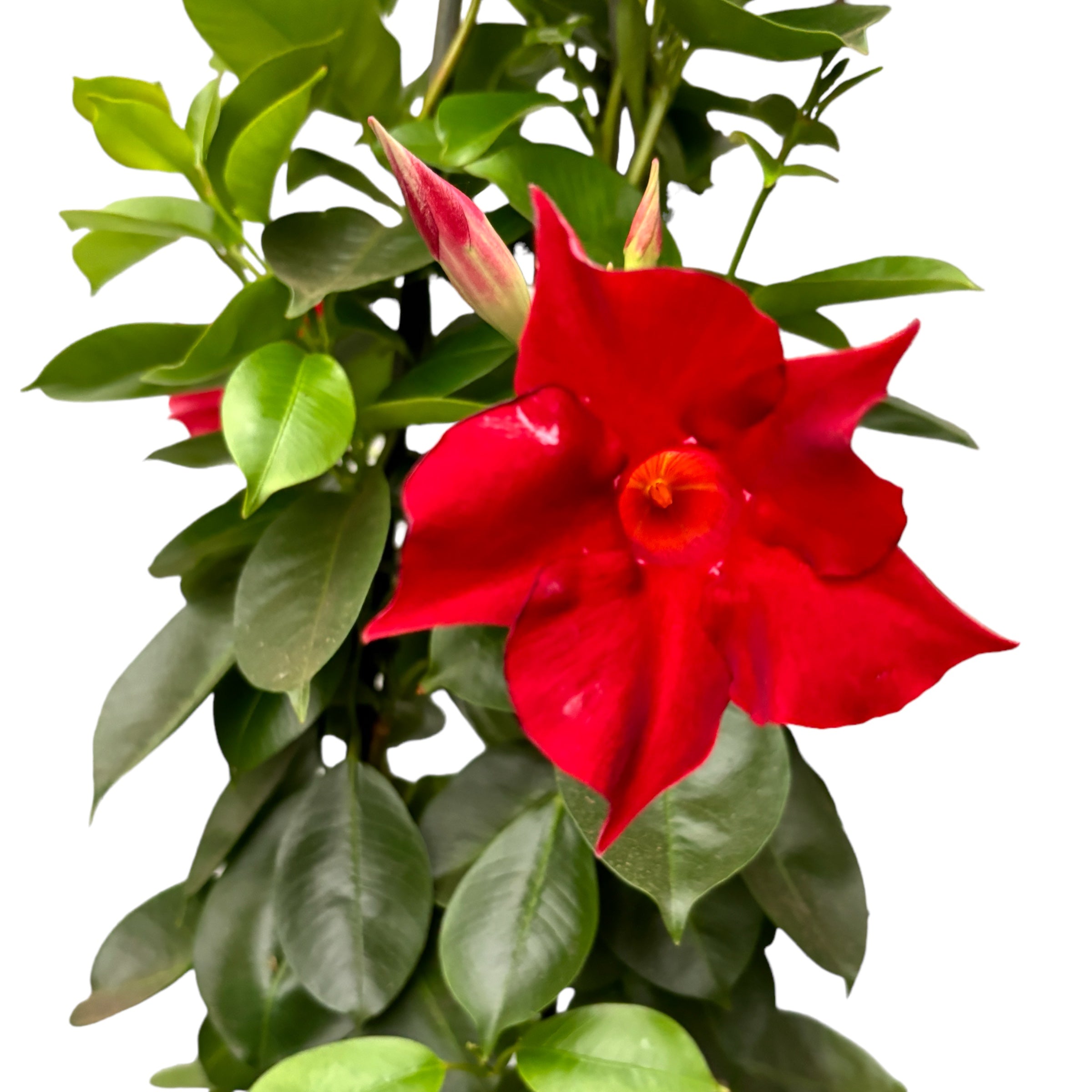 Mandevilla Sundaville Red - Dipladenia (flori parfumate) – Secret ...