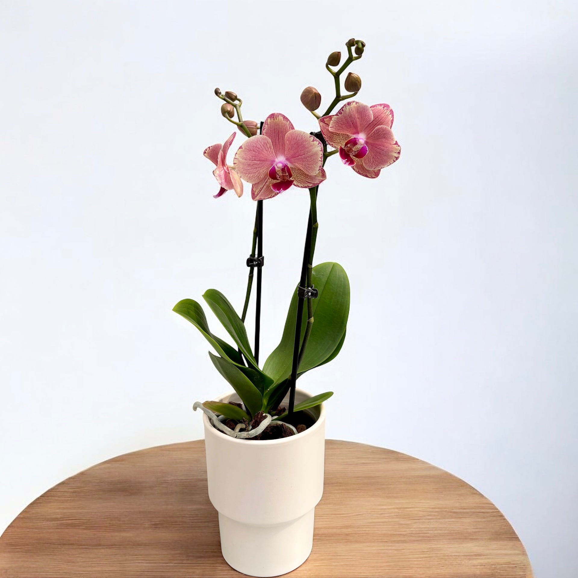 Phalaenopsis Pirate Picotee – Secret Garden Plant Shop