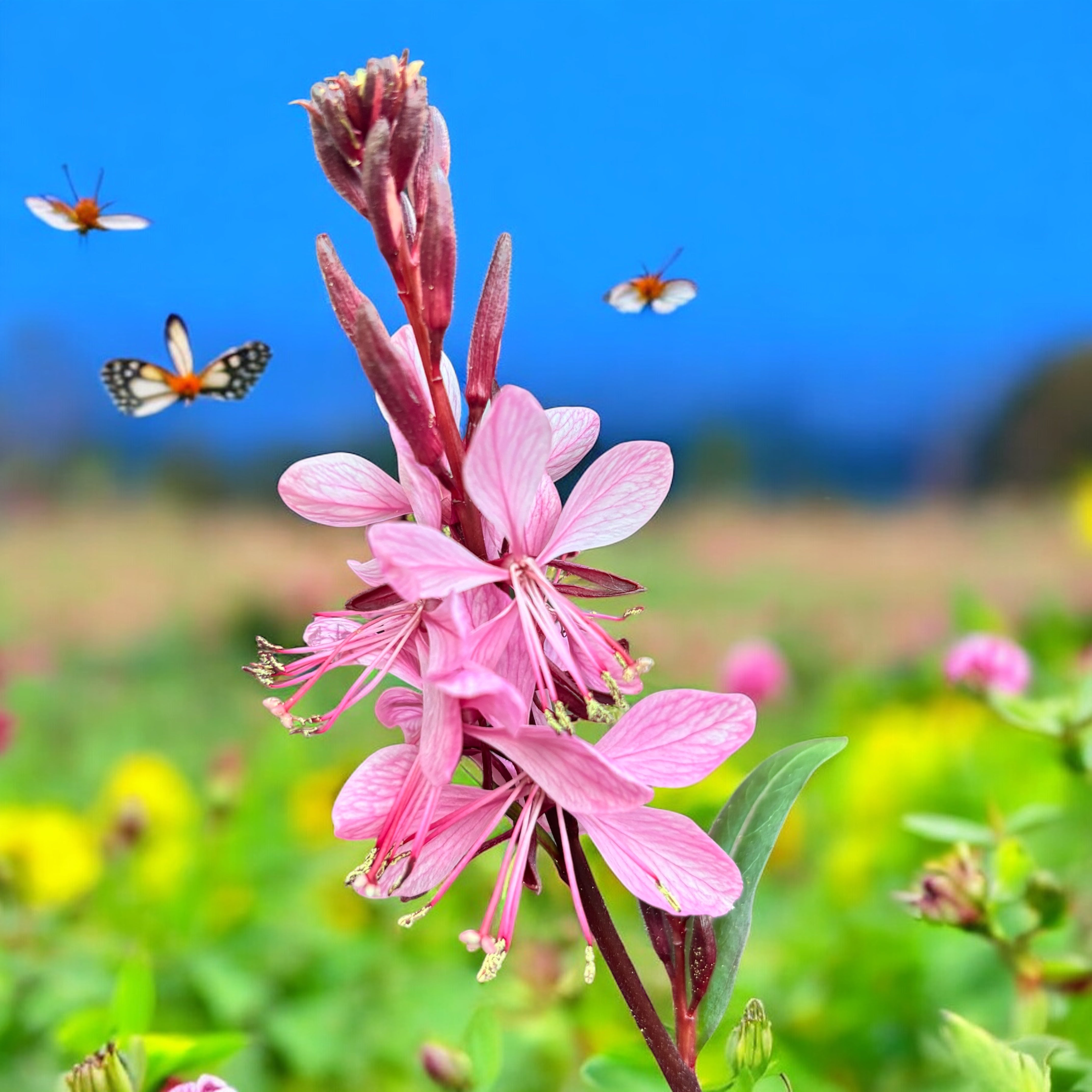 Saponaria ‘Bressingham’ – planta perena cu flori roz, acoperire de sol ...