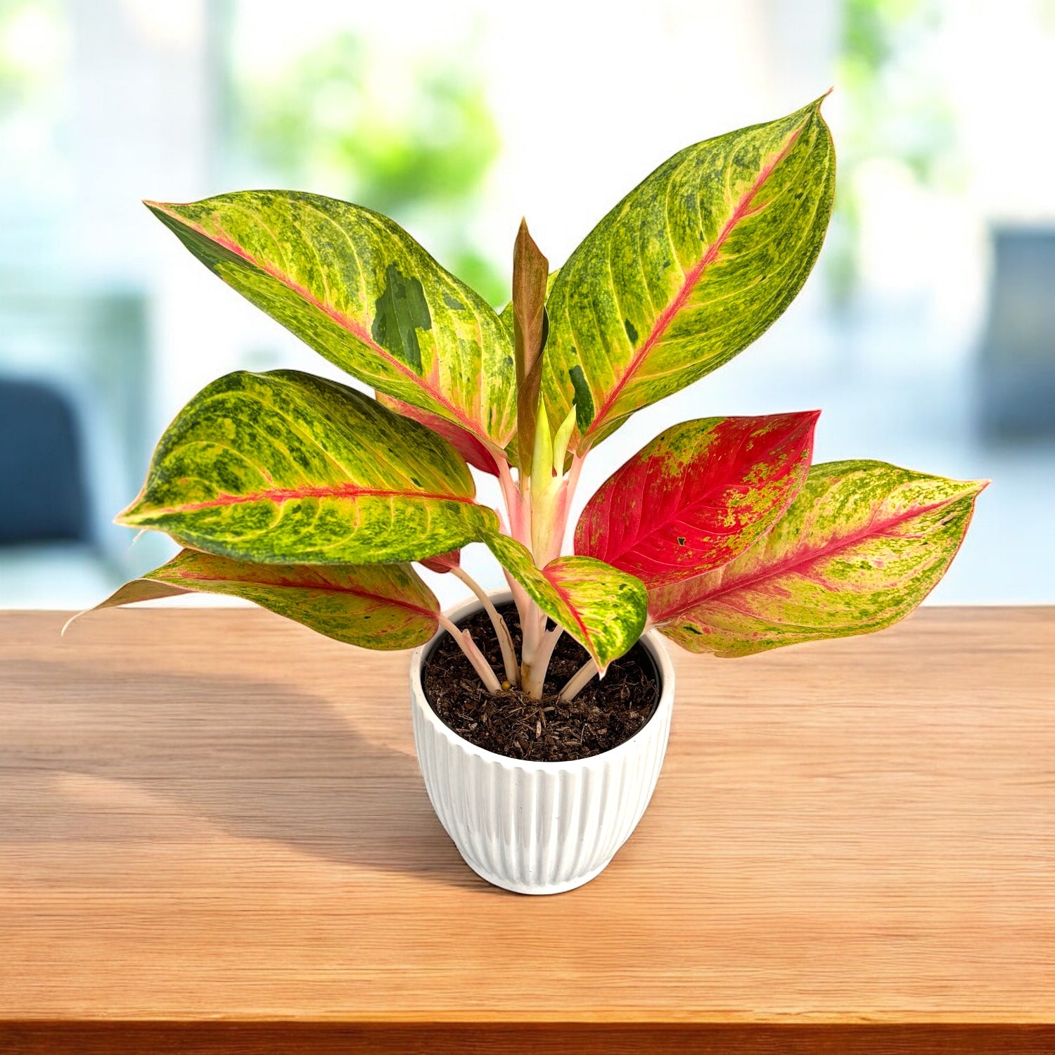 Aglaonema 'Gala Red’ – Secret Garden Plant Shop