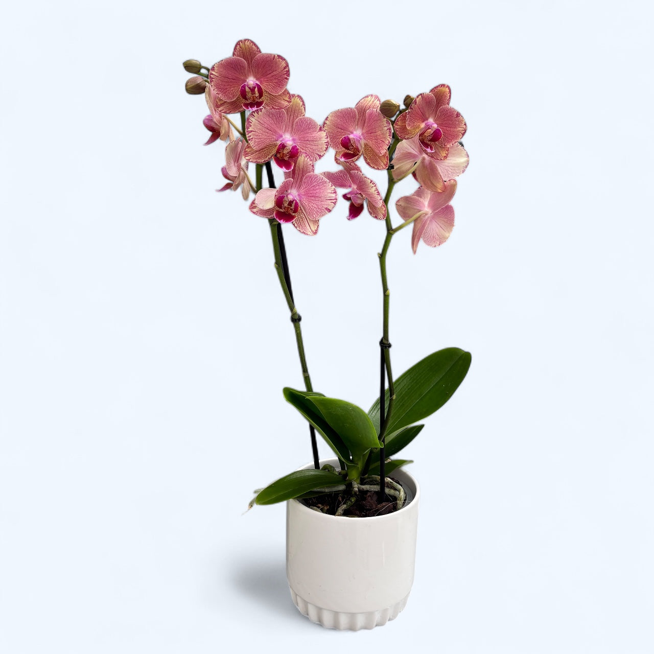 Phalaenopsis Pirate Picotee – Secret Garden Plant Shop