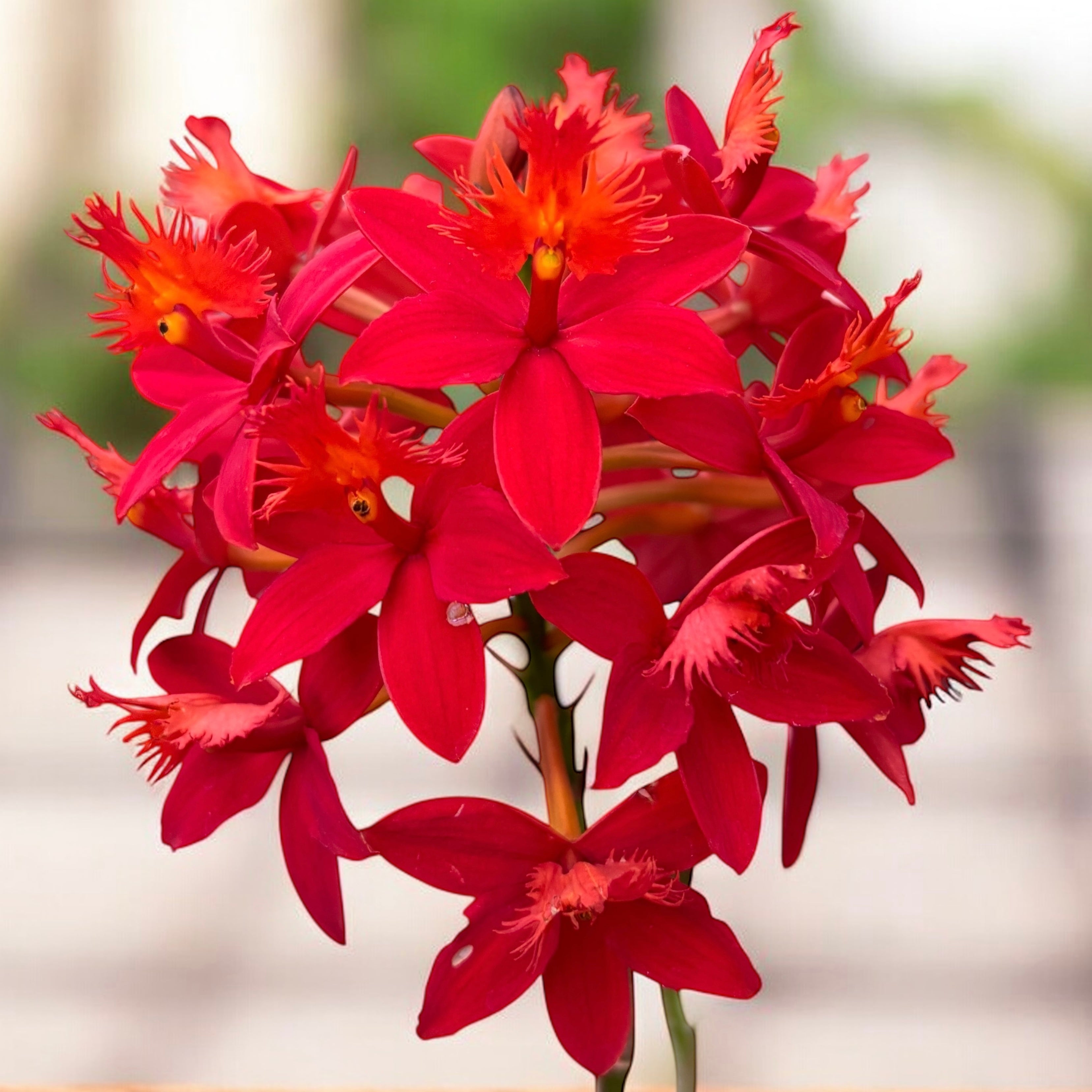 Epidendrum radicans 'Nordic Fire’ XL – Secret Garden Plant Shop