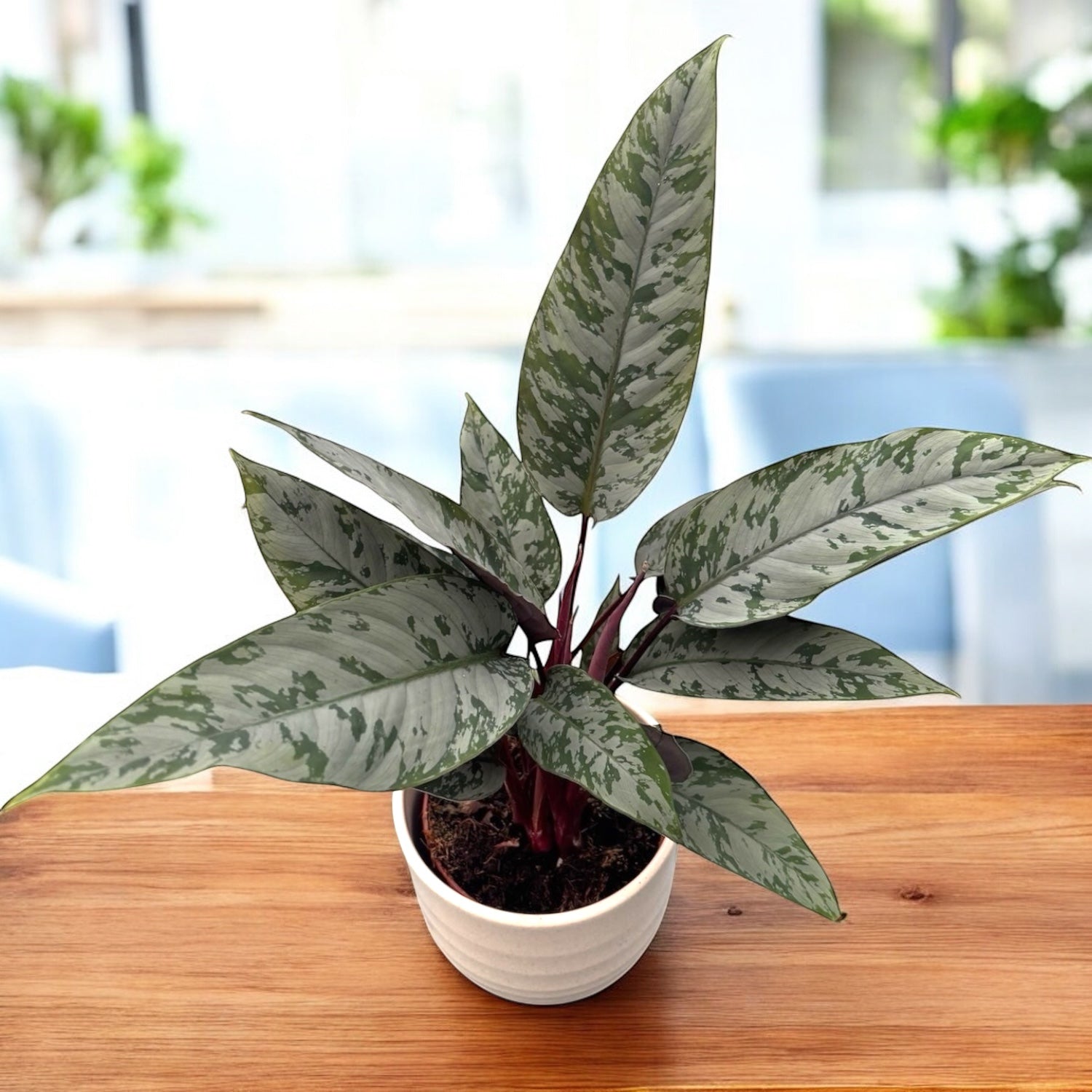 Apoballis acuminatissima 'Red Sword" - frunzis tropical spectaculos