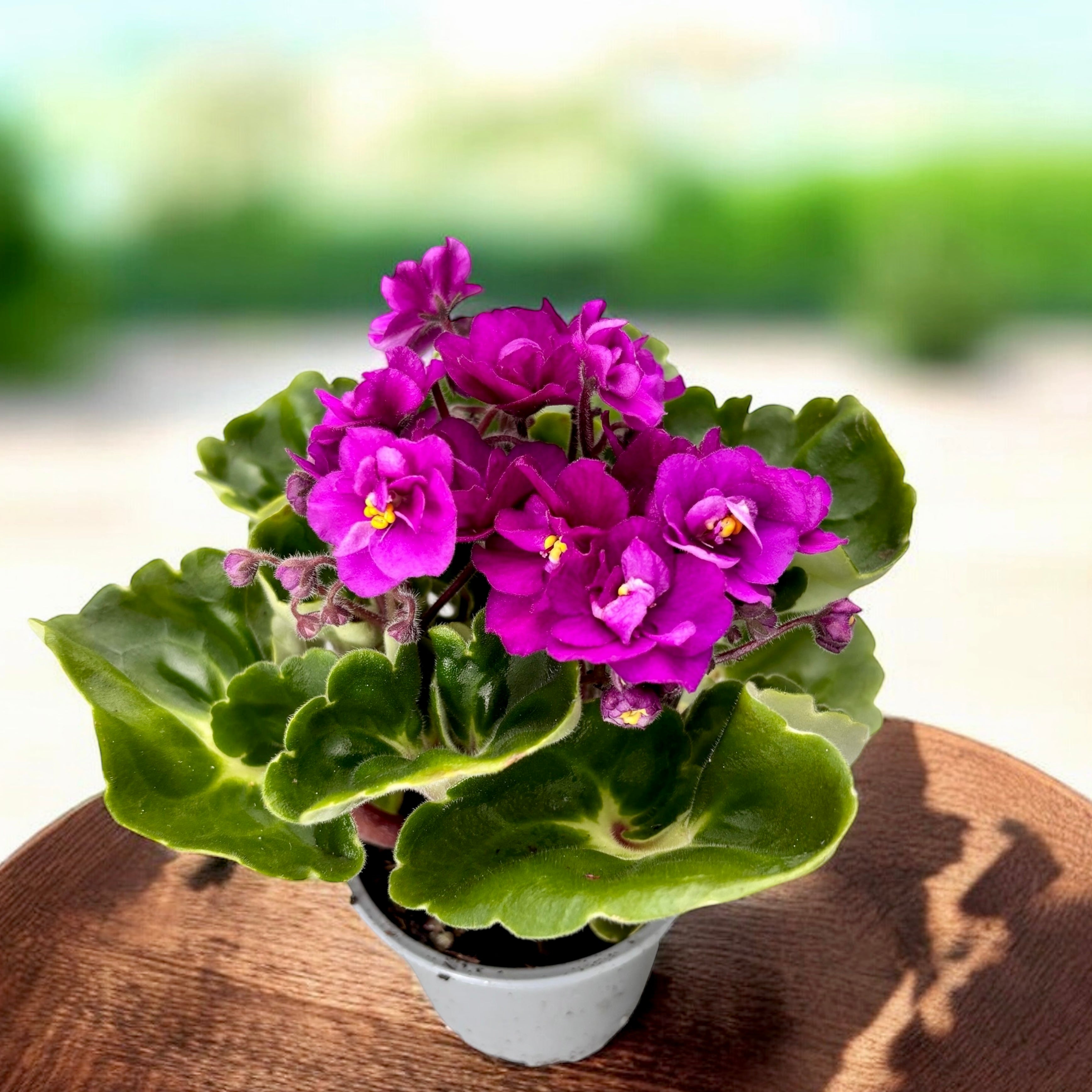 Saintpaulia Rococo Cyclam - Parma violets with double flowers
