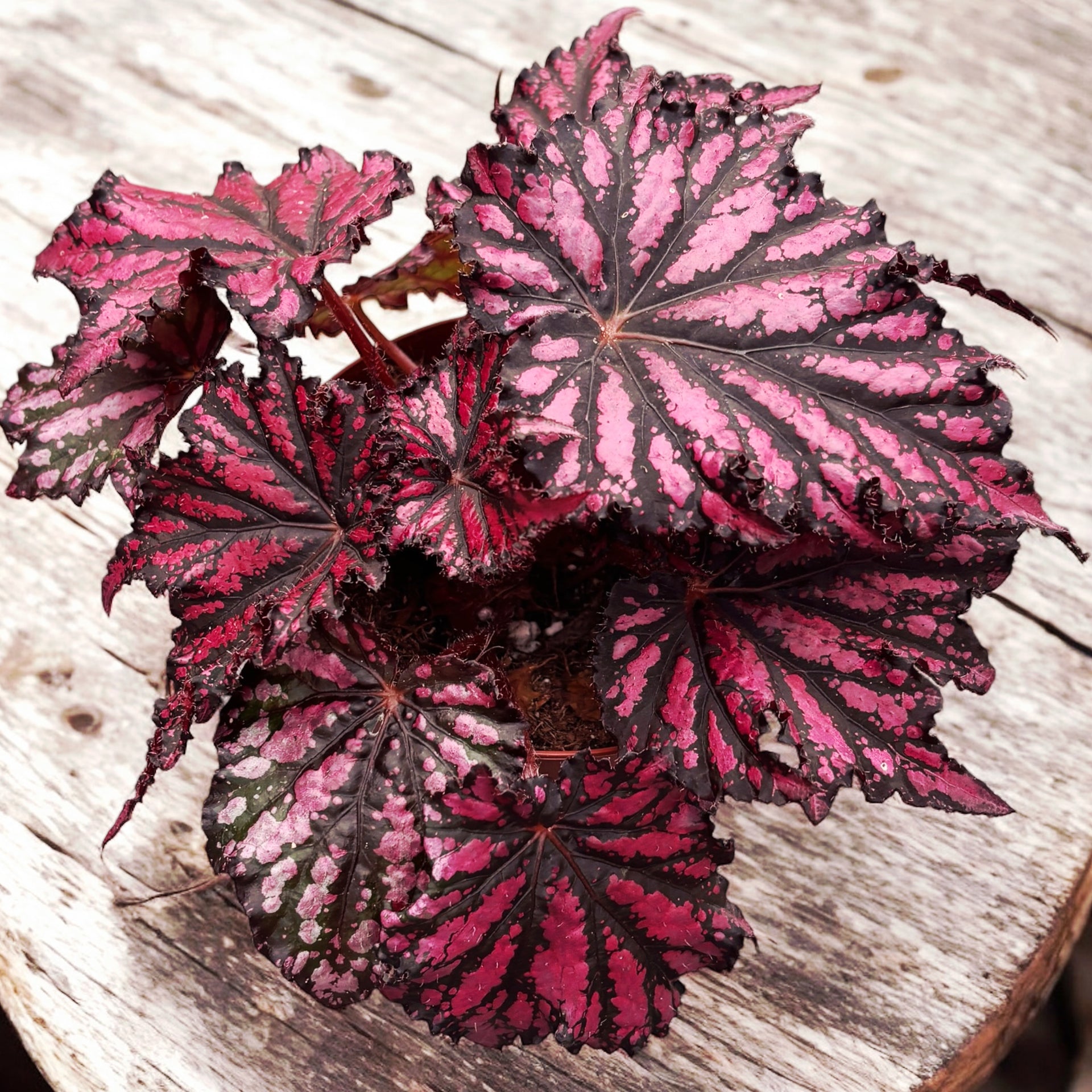 Begonia Bewitched Red Black – Secret Garden Plant Shop