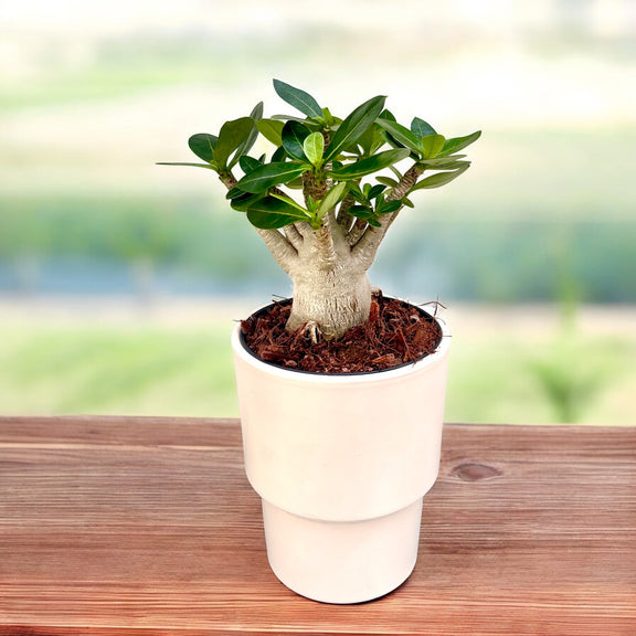 Adenium arabicum - trandafirul desertului cu caudex impresionant si fl