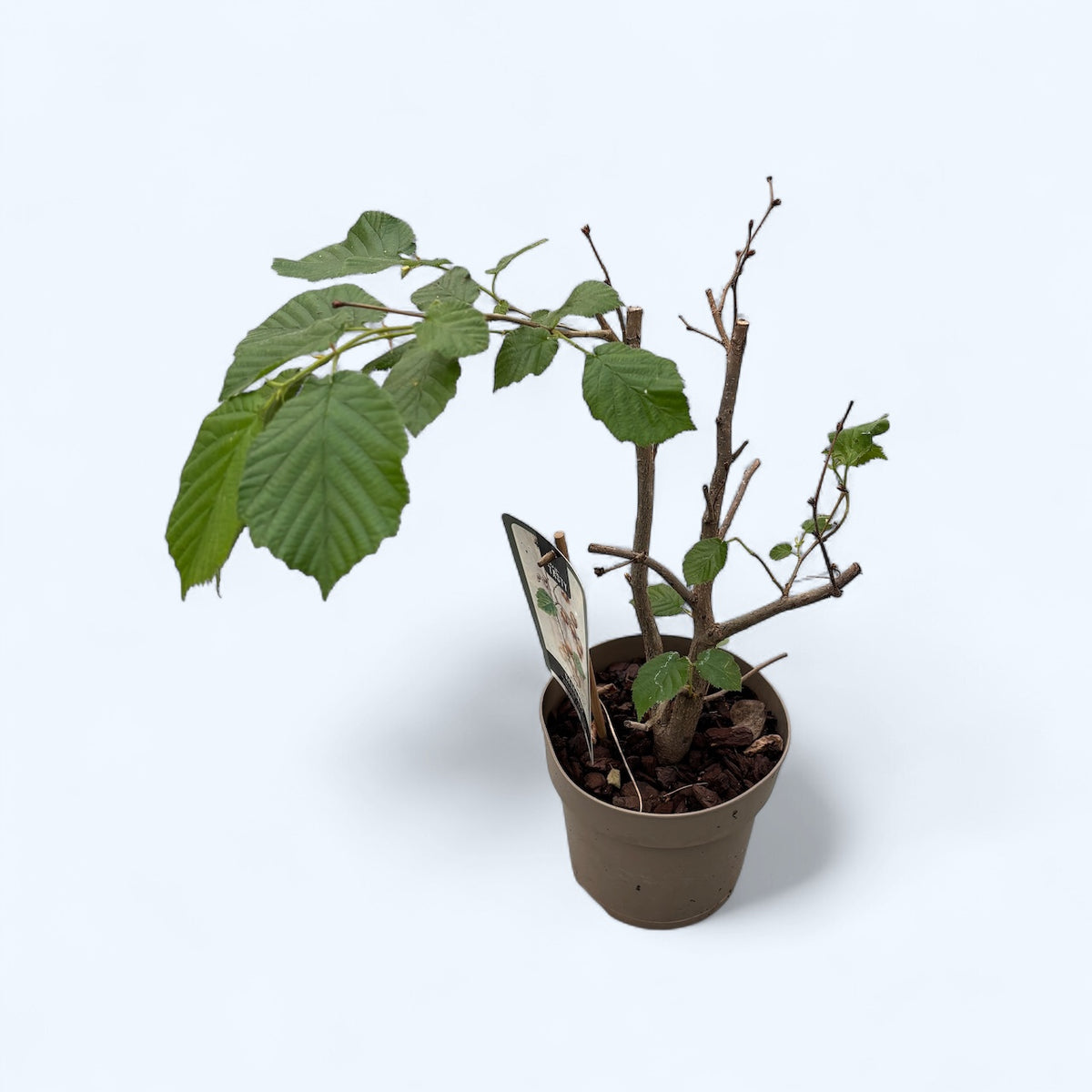 Corylus avellana 'Garibaldi' (Hazelnut) - Alun productiv cu fructe mar ...