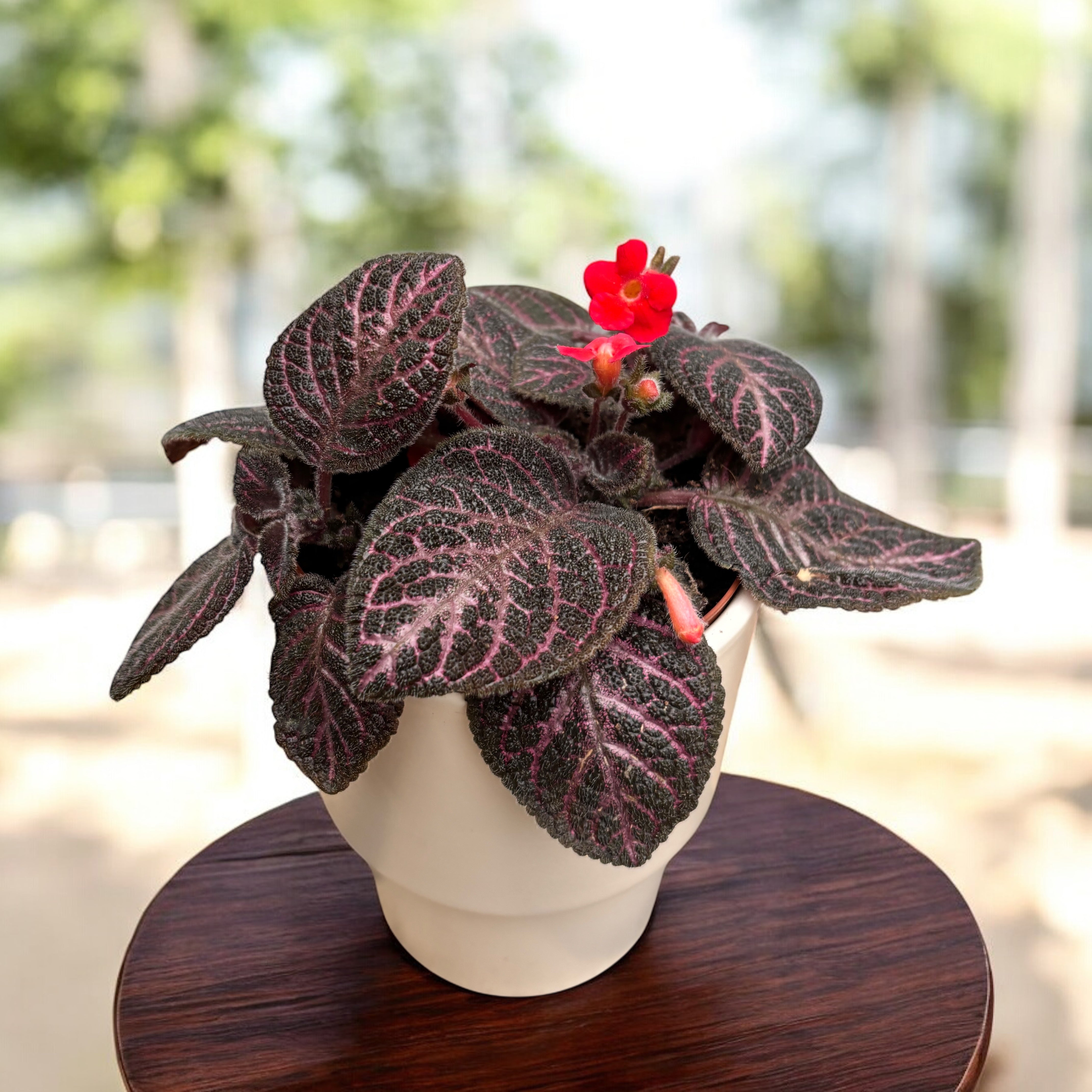 Episcia cupreata ‘Copper’ – Secret Garden Plant Shop