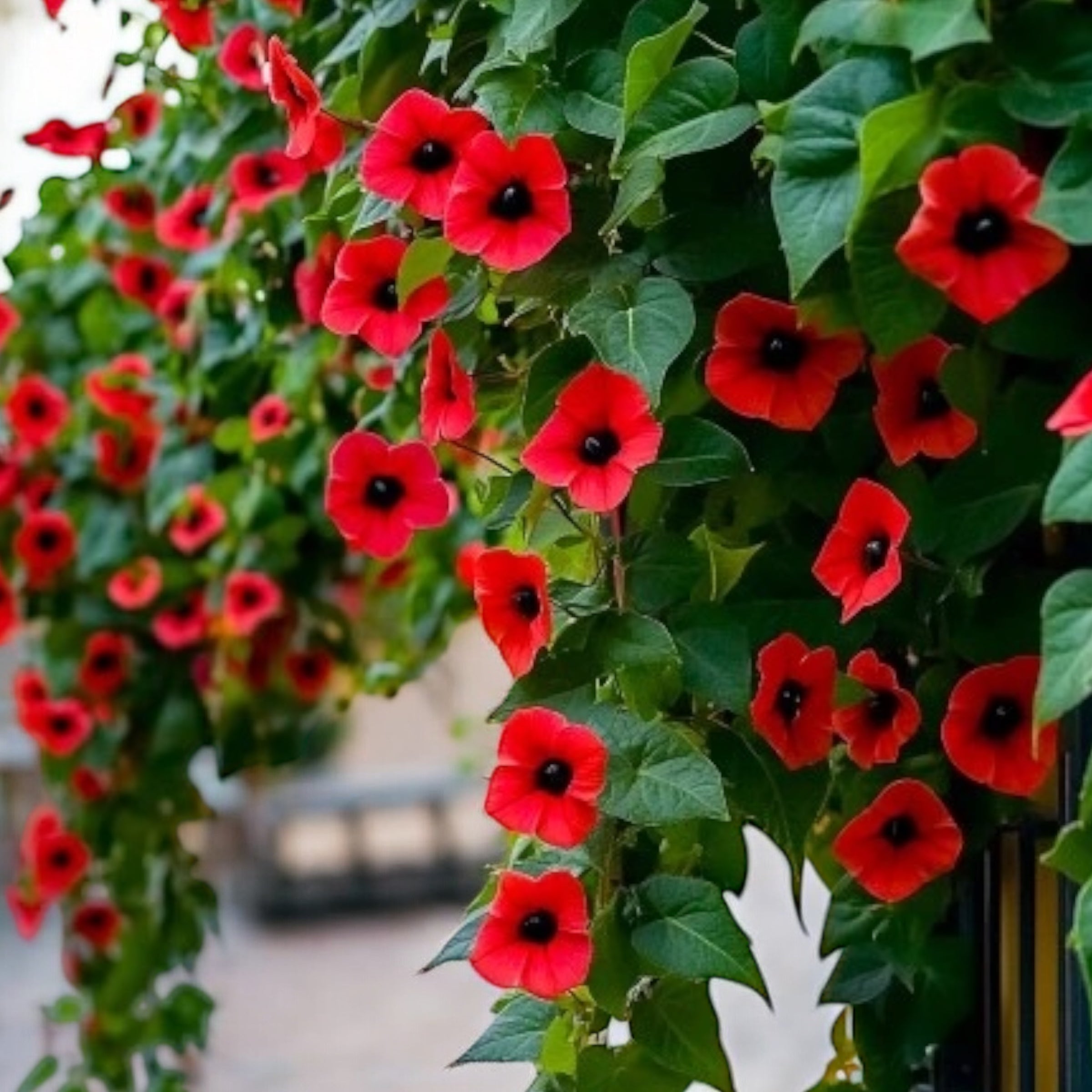 Thunbergia alata ‘Arizona Red’ (Suzana cu ochi negri) – Secret Garden ...