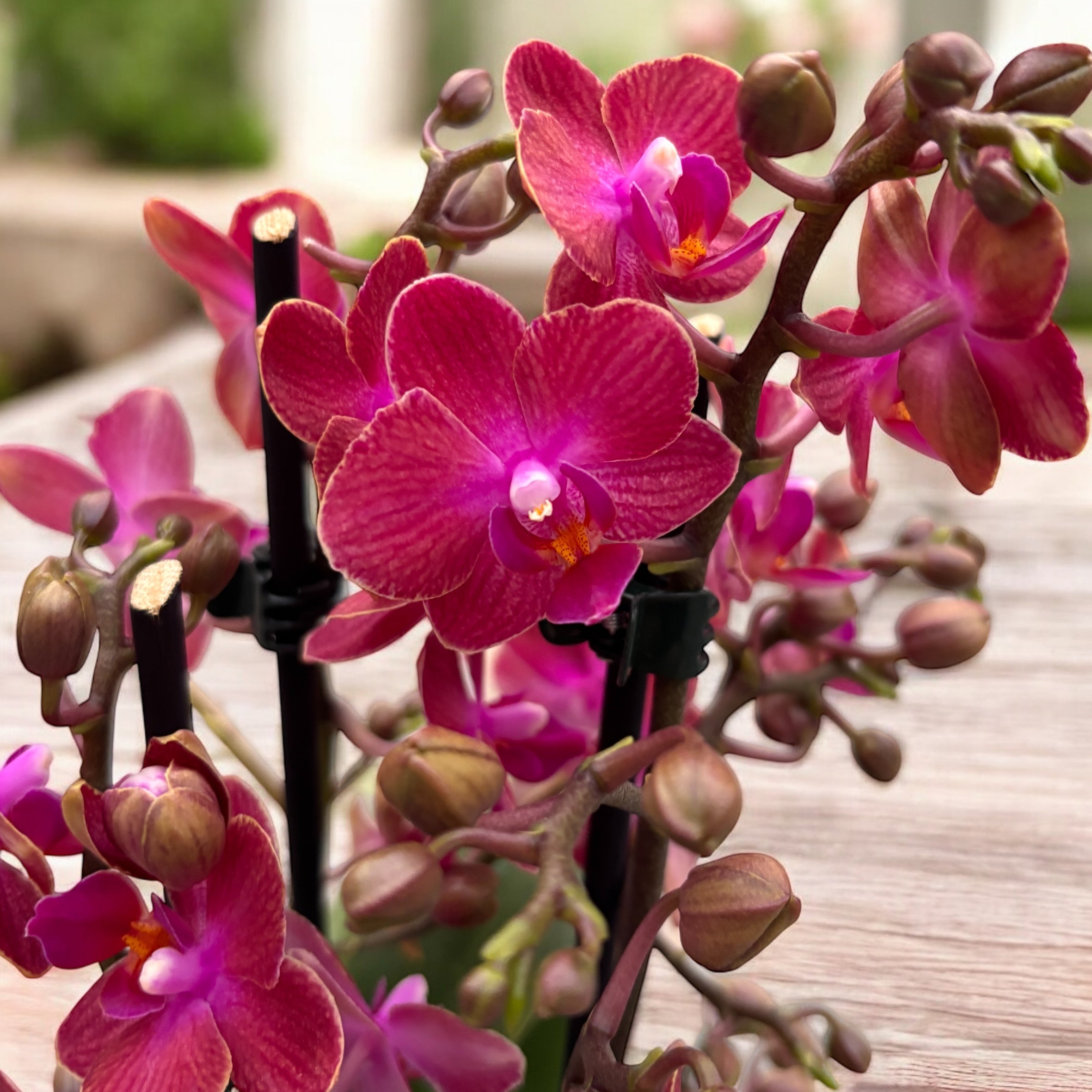 Phalaenopsis Lobke - flori parfumate – Secret Garden Plant Shop