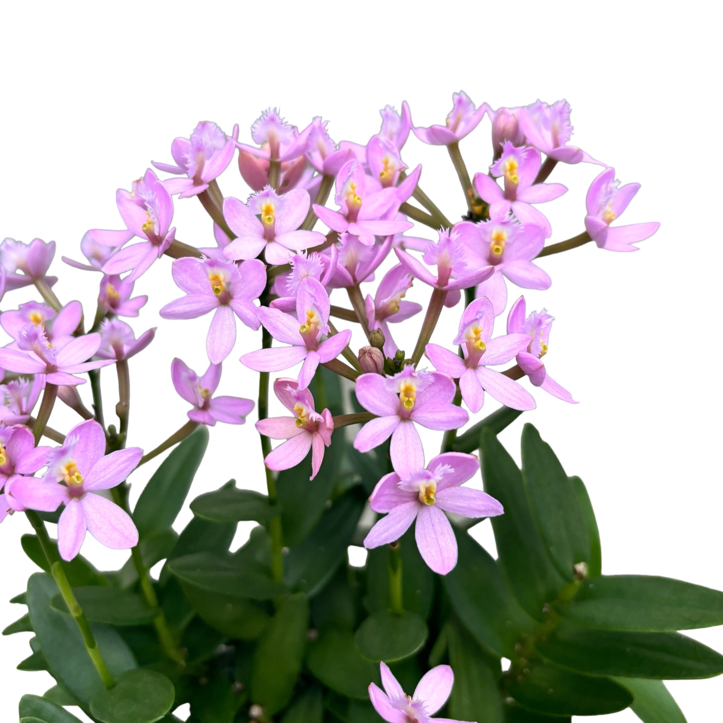Epidendrum radicans Pink - specimens XL D15 – Floraria Secret Garden (SG)