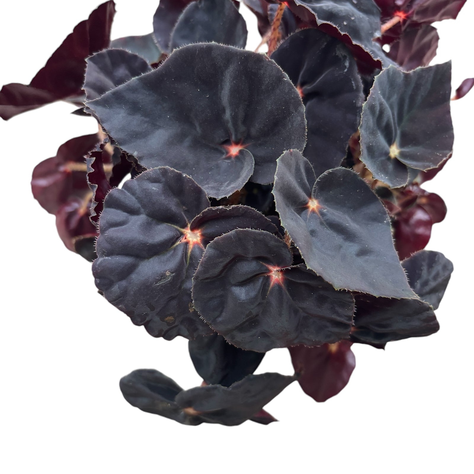 Begonia Magic Colours 'Black Mambo' – Secret Garden Plant Shop