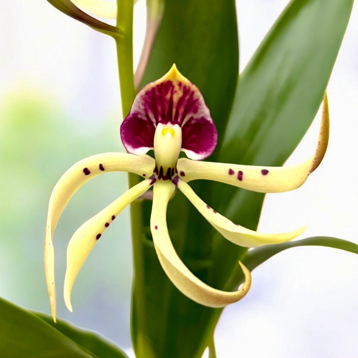 Prosthechea Elfin (Encyclia Elfin) - flori parfumate – Secret Garden ...